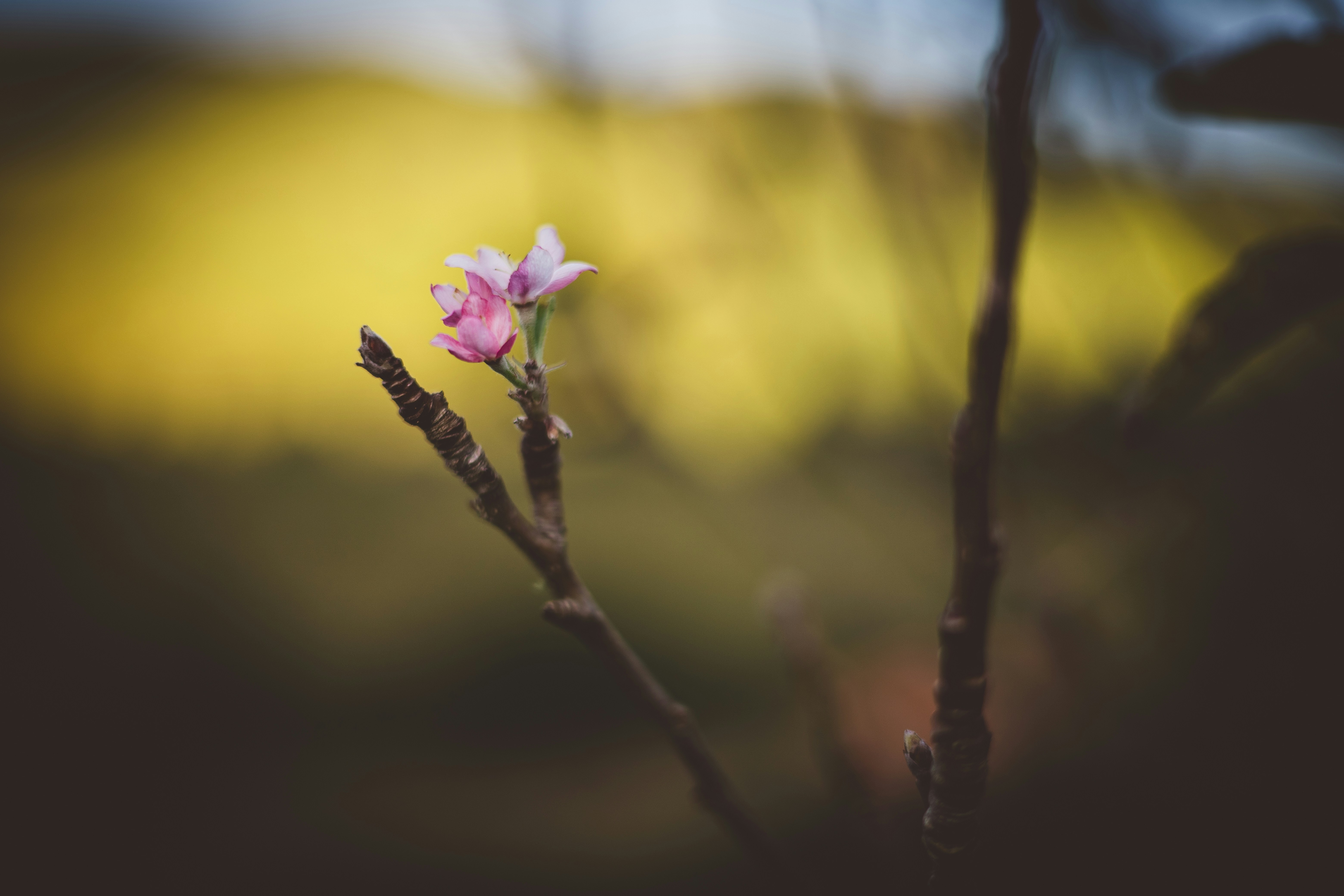 a small pink flower sitting on top of a tree branch