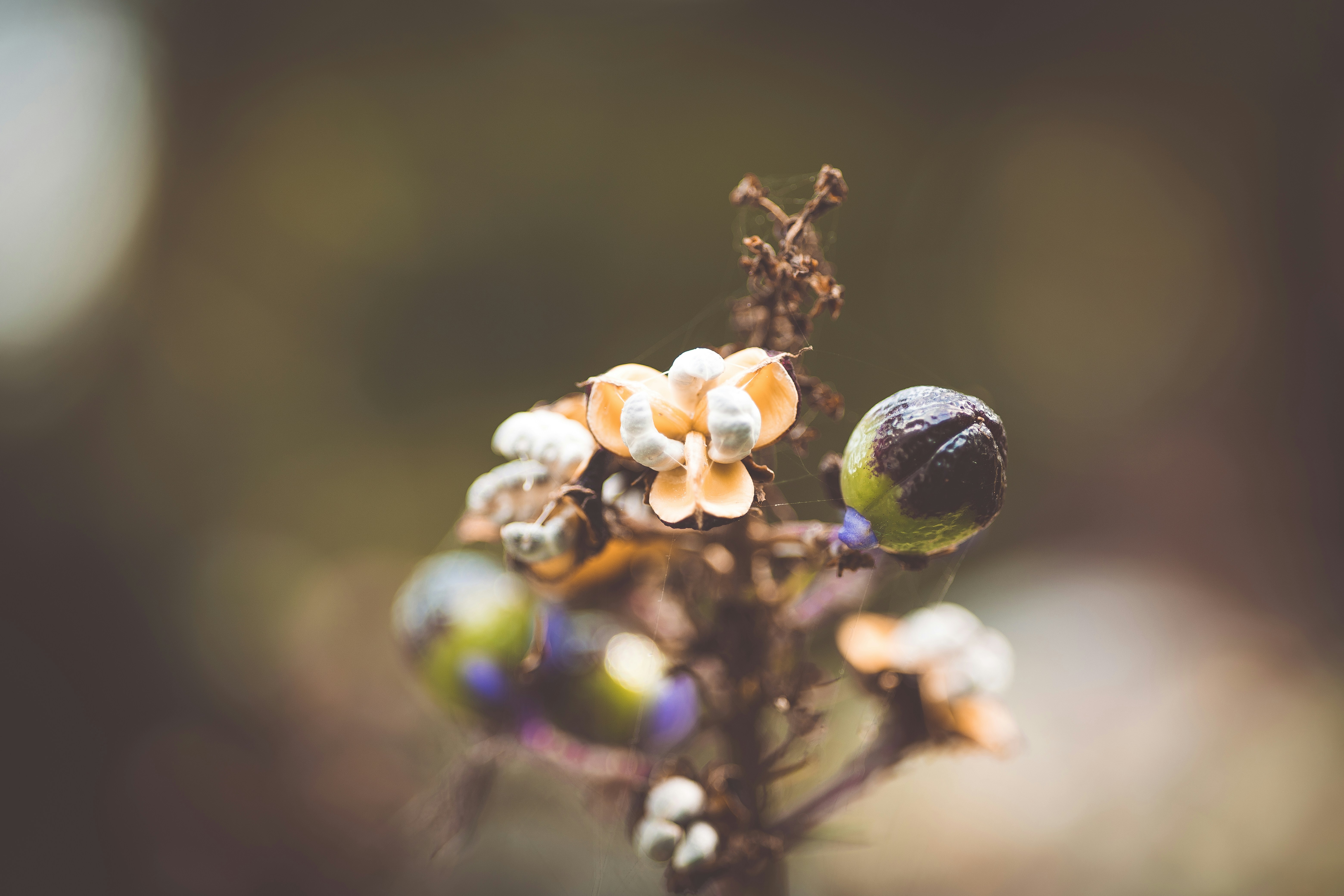 Tiny Shelf Mushrooms Crown a Withered Twig in a Quiet Macro Moment