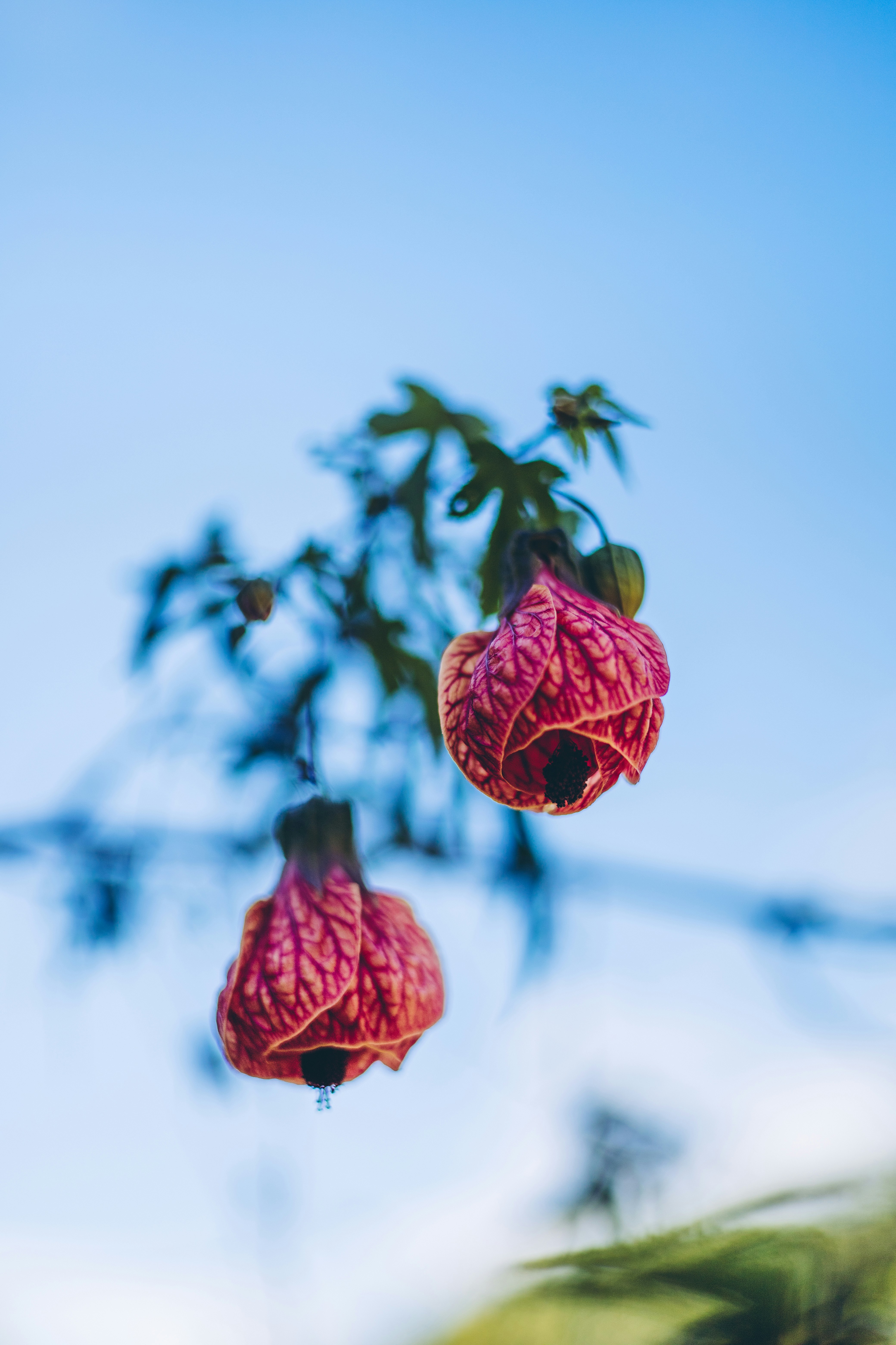 Floral Lanterns in Focus: Vivid Veins on a Bleached Sky