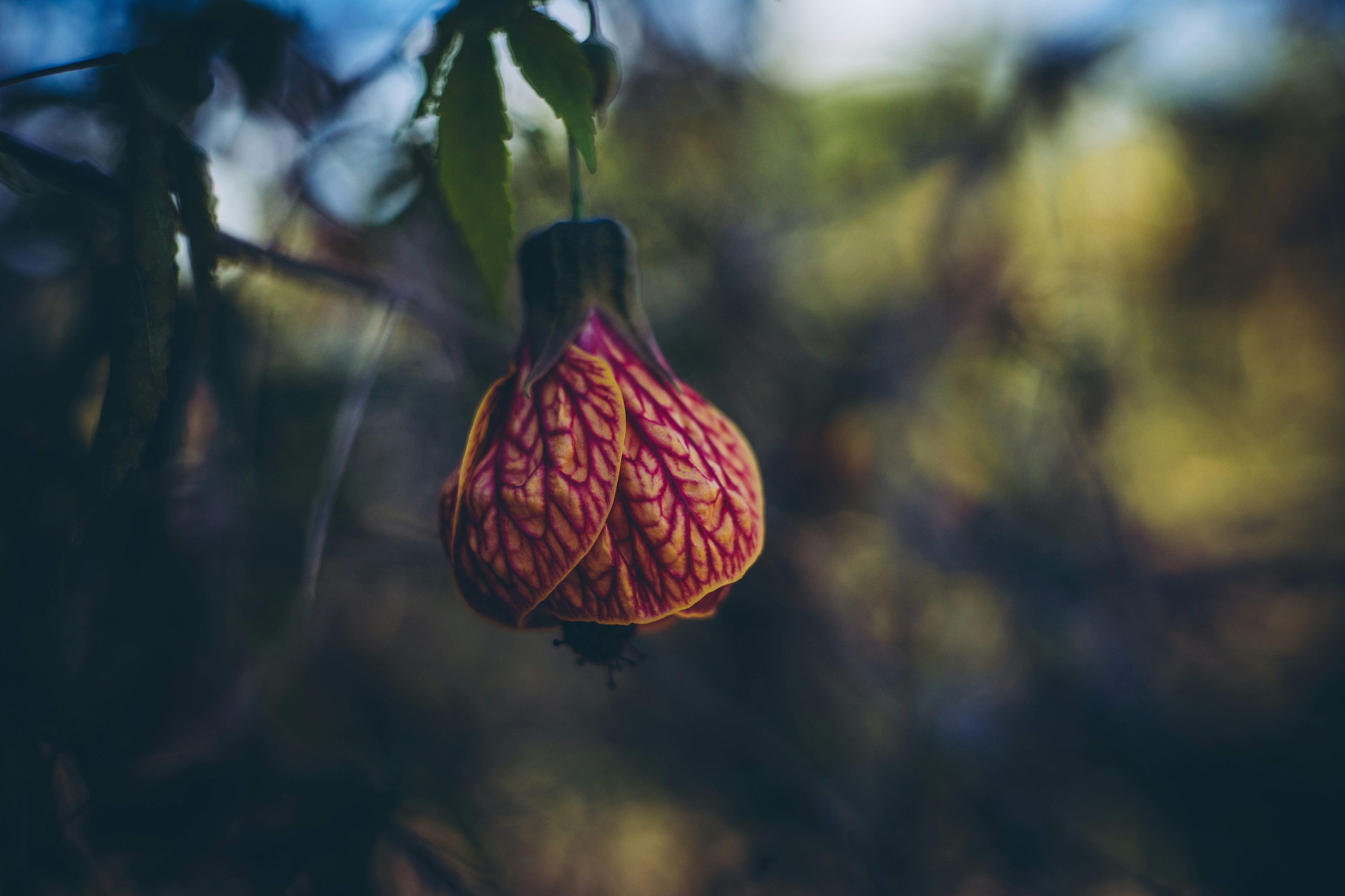 Gros plan d’une fleur sur un arbre photo – Photo Germer Gratuite sur ...