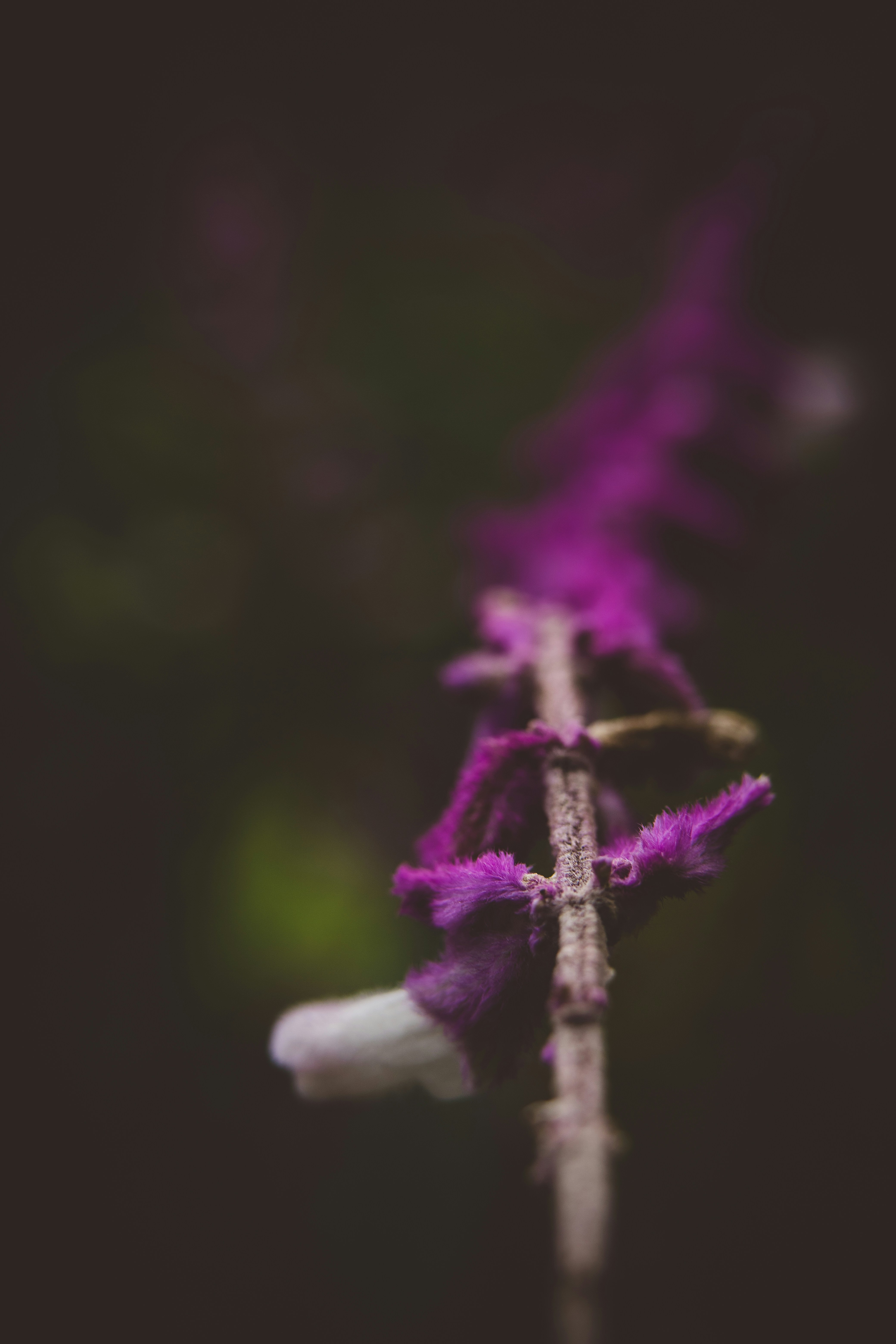 Purple Velvet Spike in a Shadowed Macro Portrait