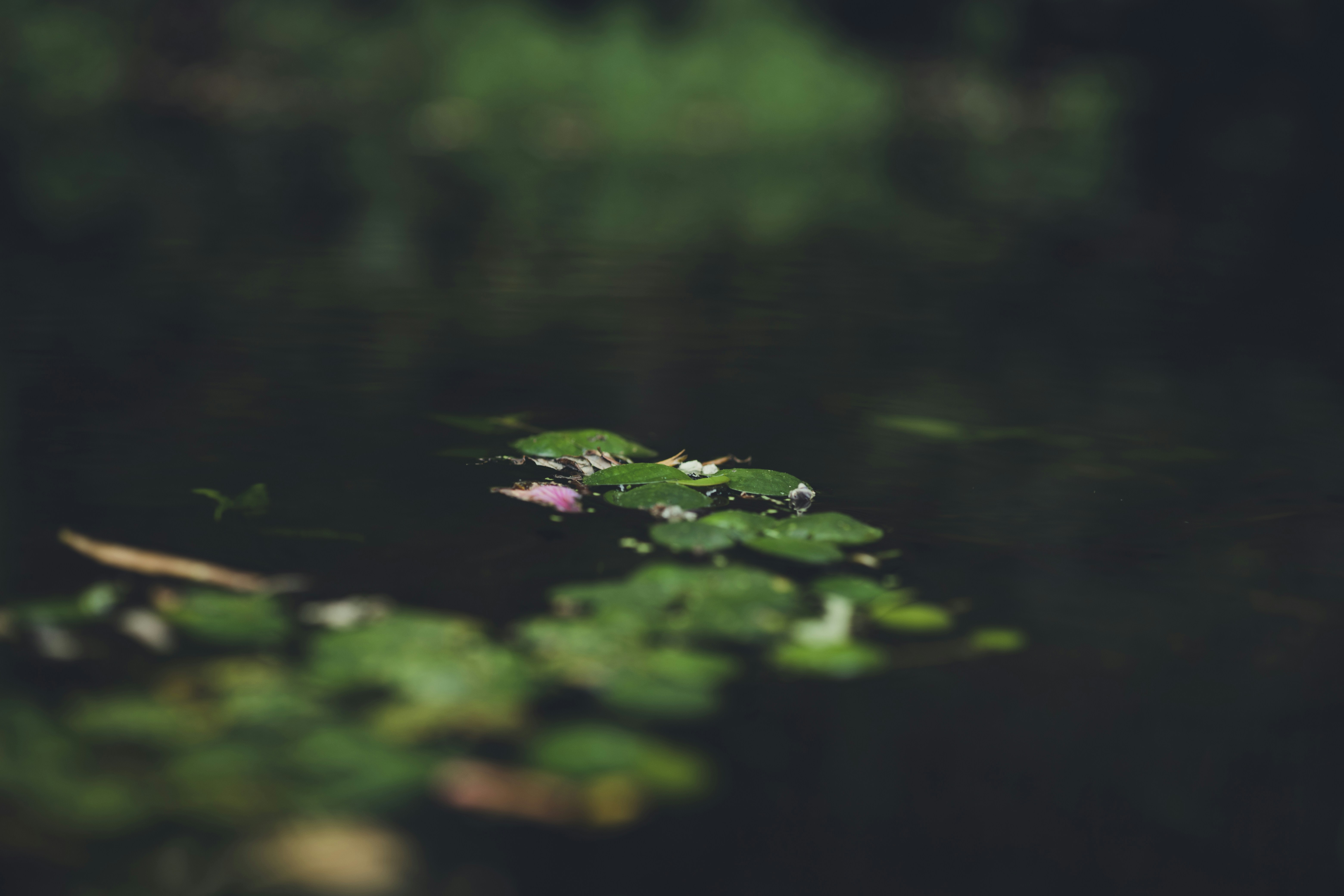 Photo by Rafael Rodrigues with Canon EOS RP