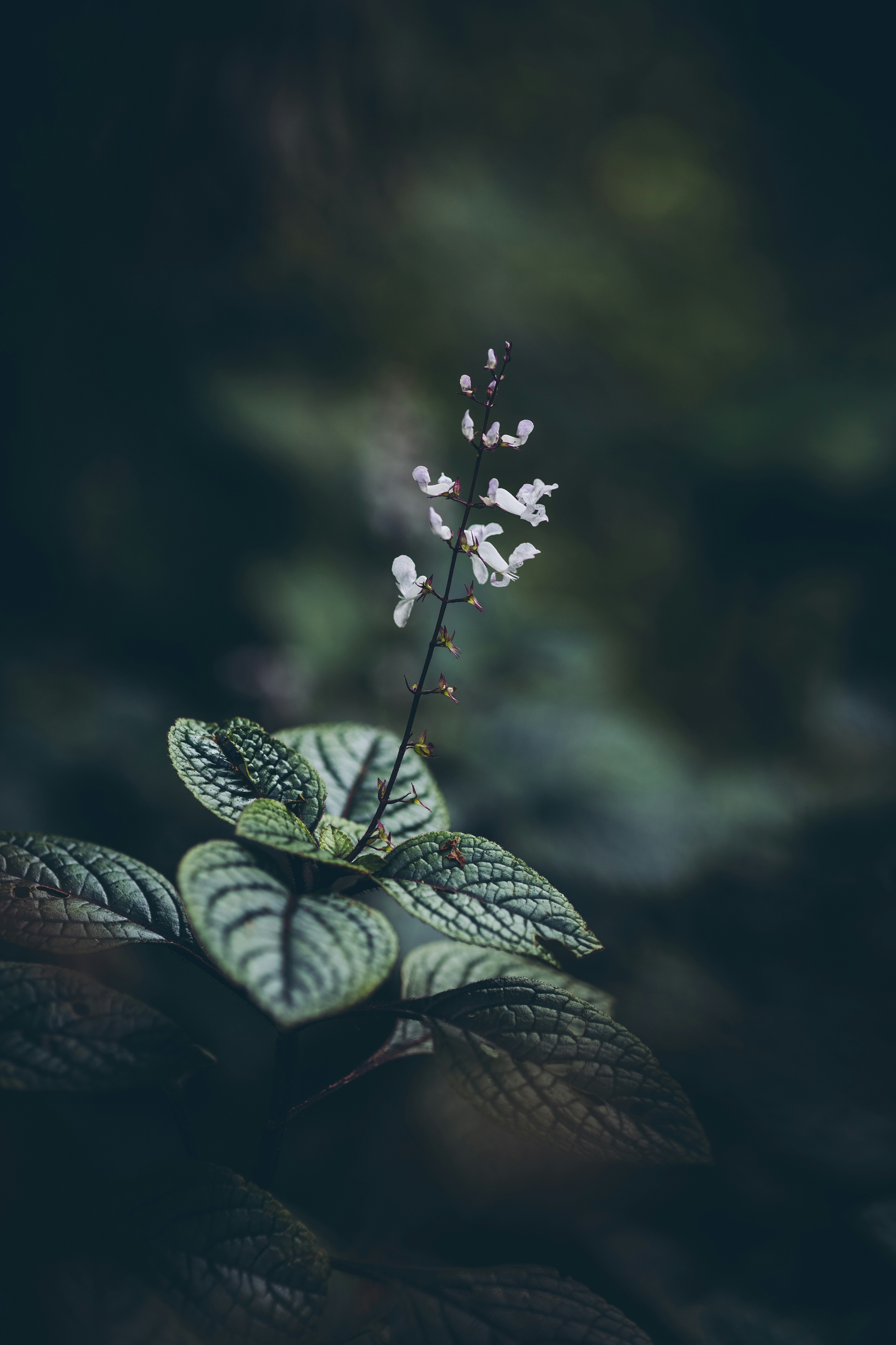 White-flowered stalk rising from textured green leaves