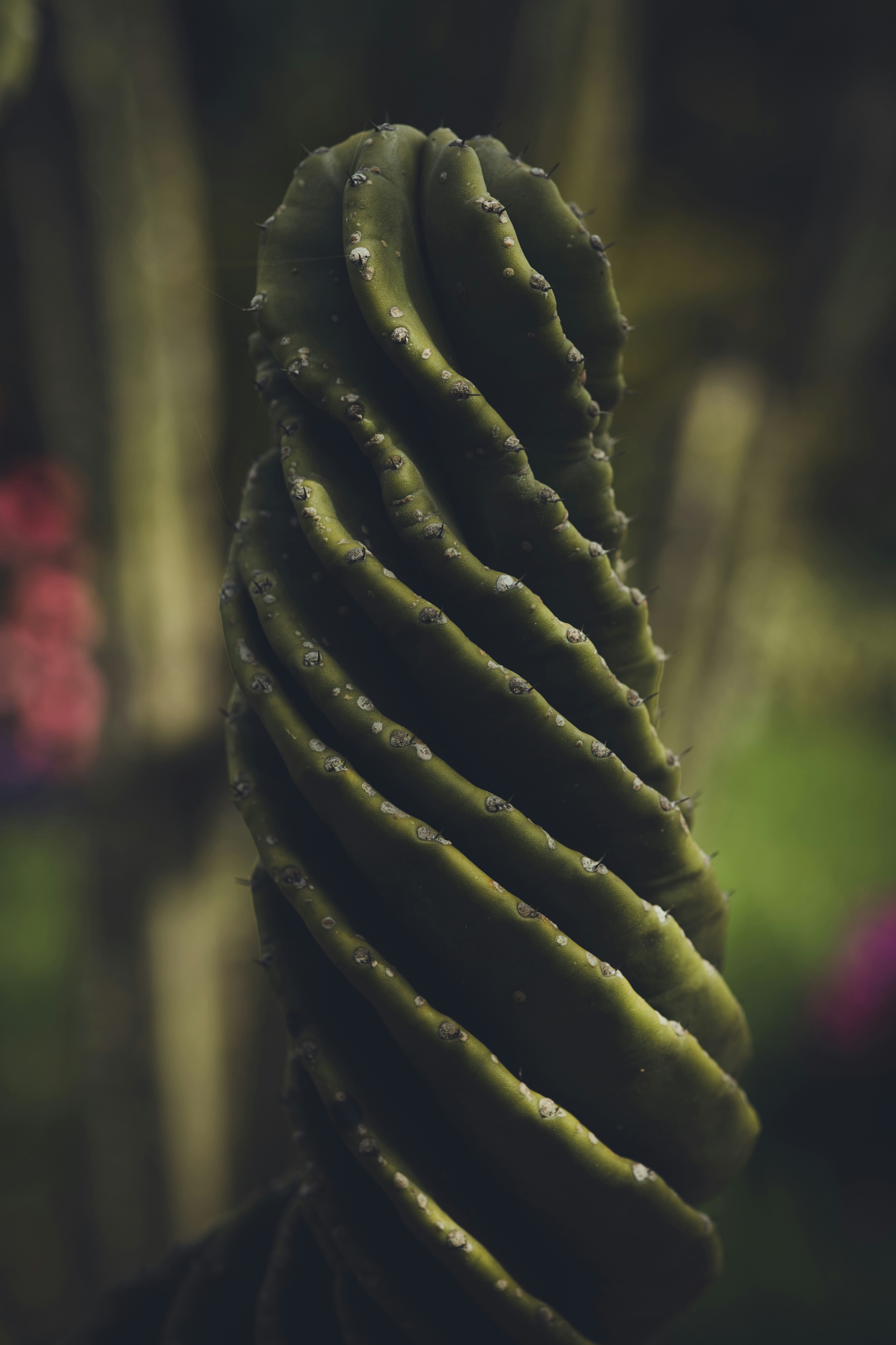 a close up of a bunch of green bananas