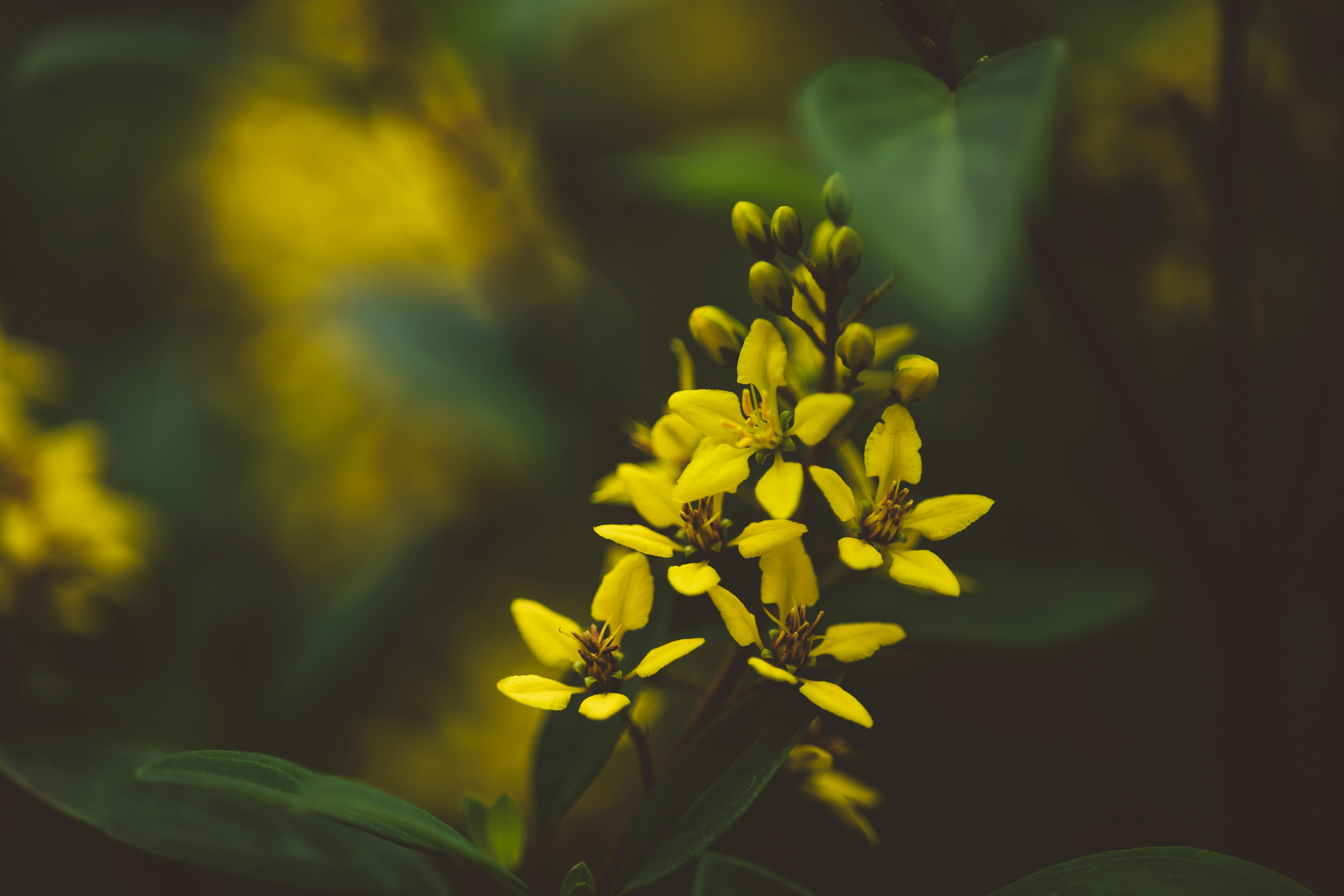 Photo by Rafael Rodrigues with Canon EOS RP