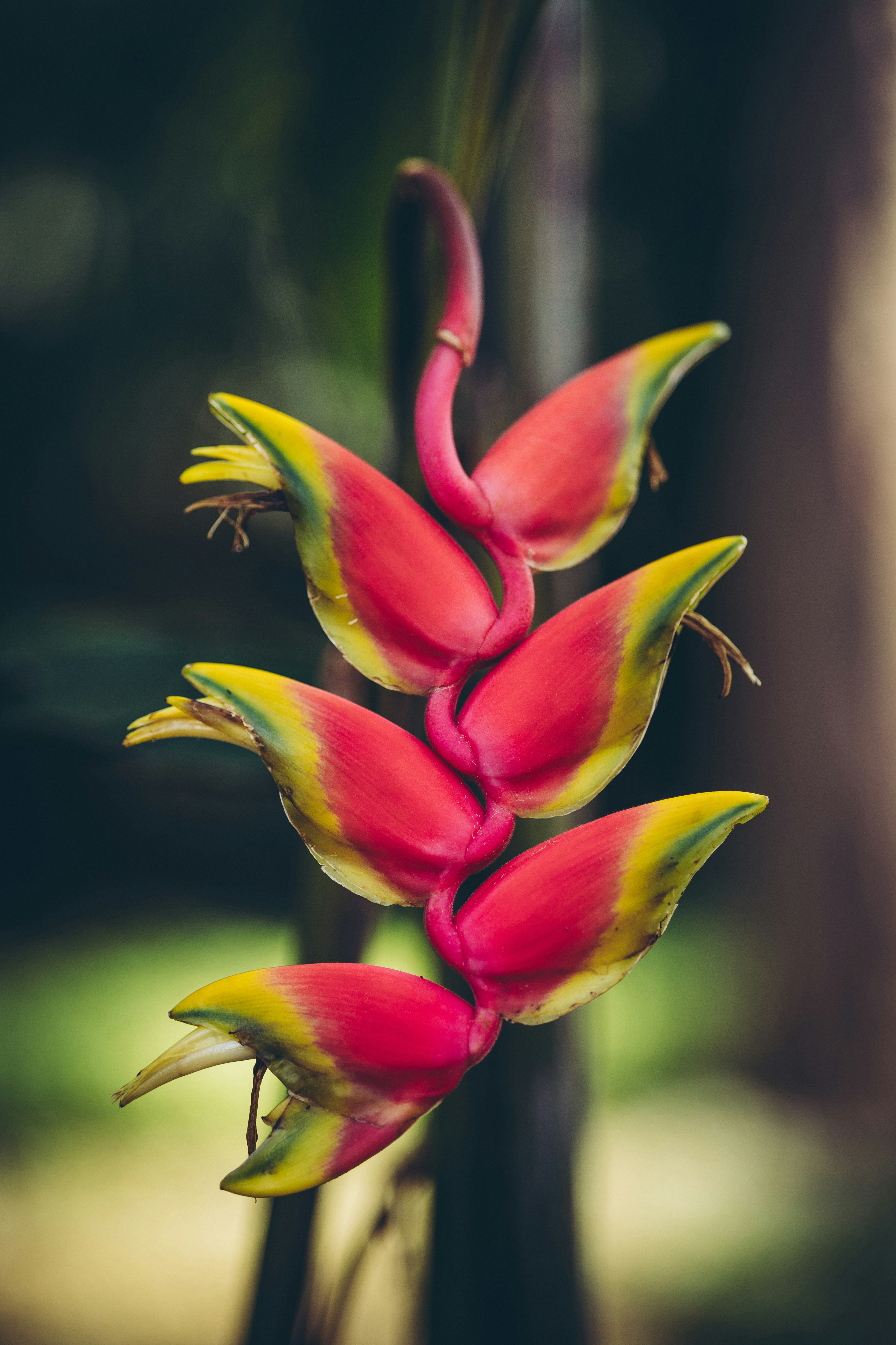 Crimson Helix: A Heliconia Spike in Focus