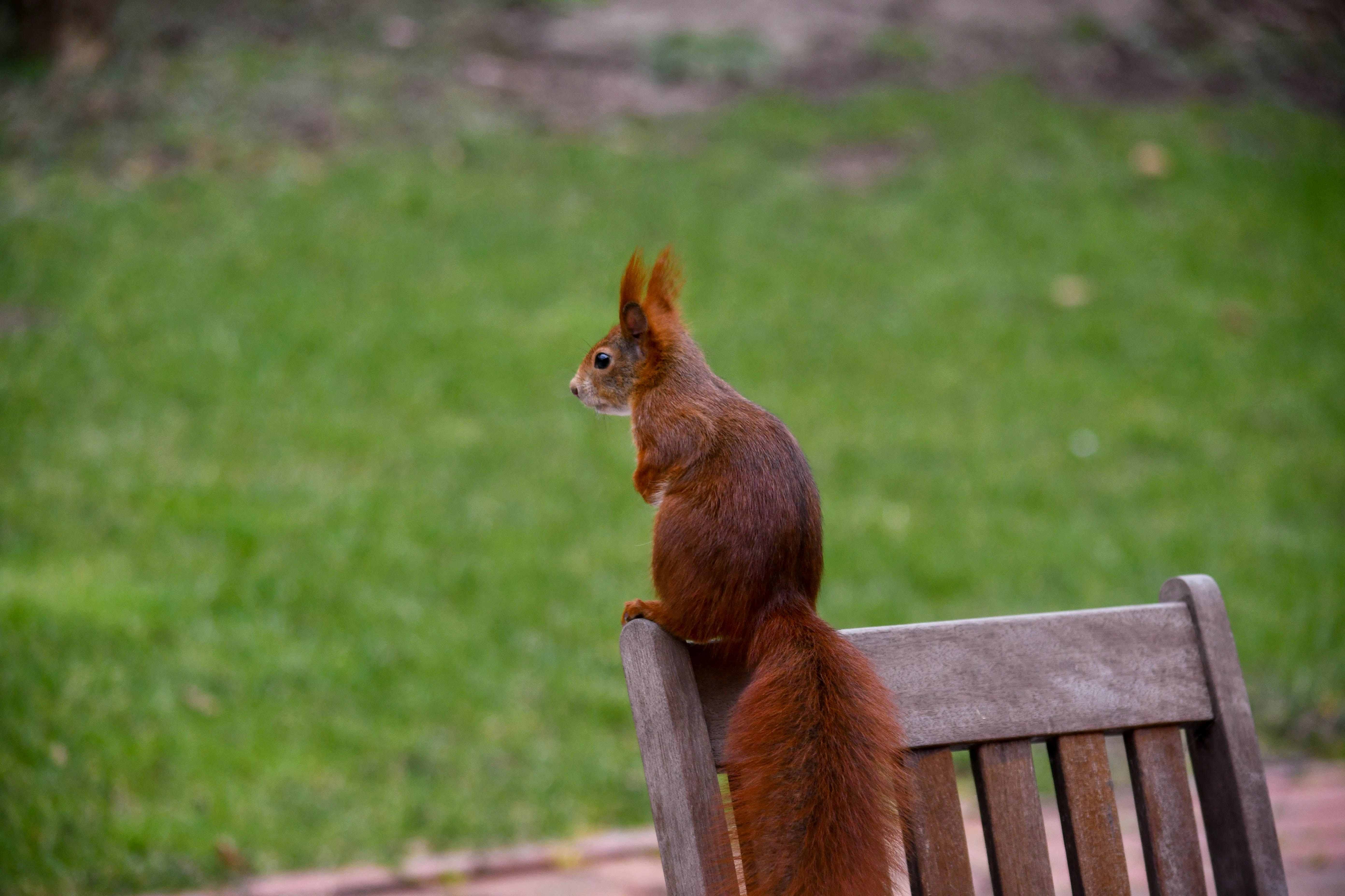 A squirrel is sitting on a park bench photo – Free Tier Image on Unsplash