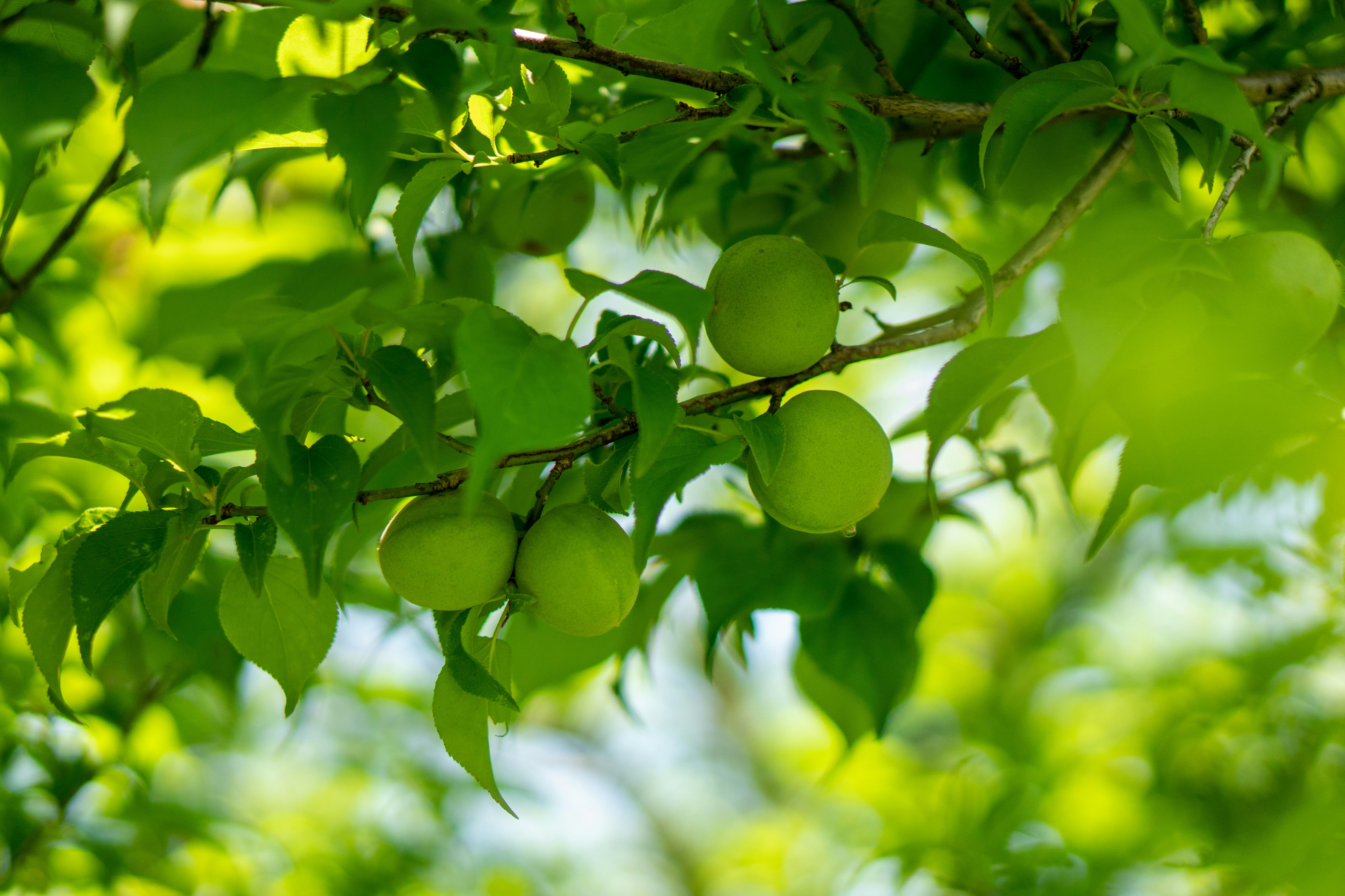 A tree filled with lots of green fruit photo – Free 果实 Image on Unsplash