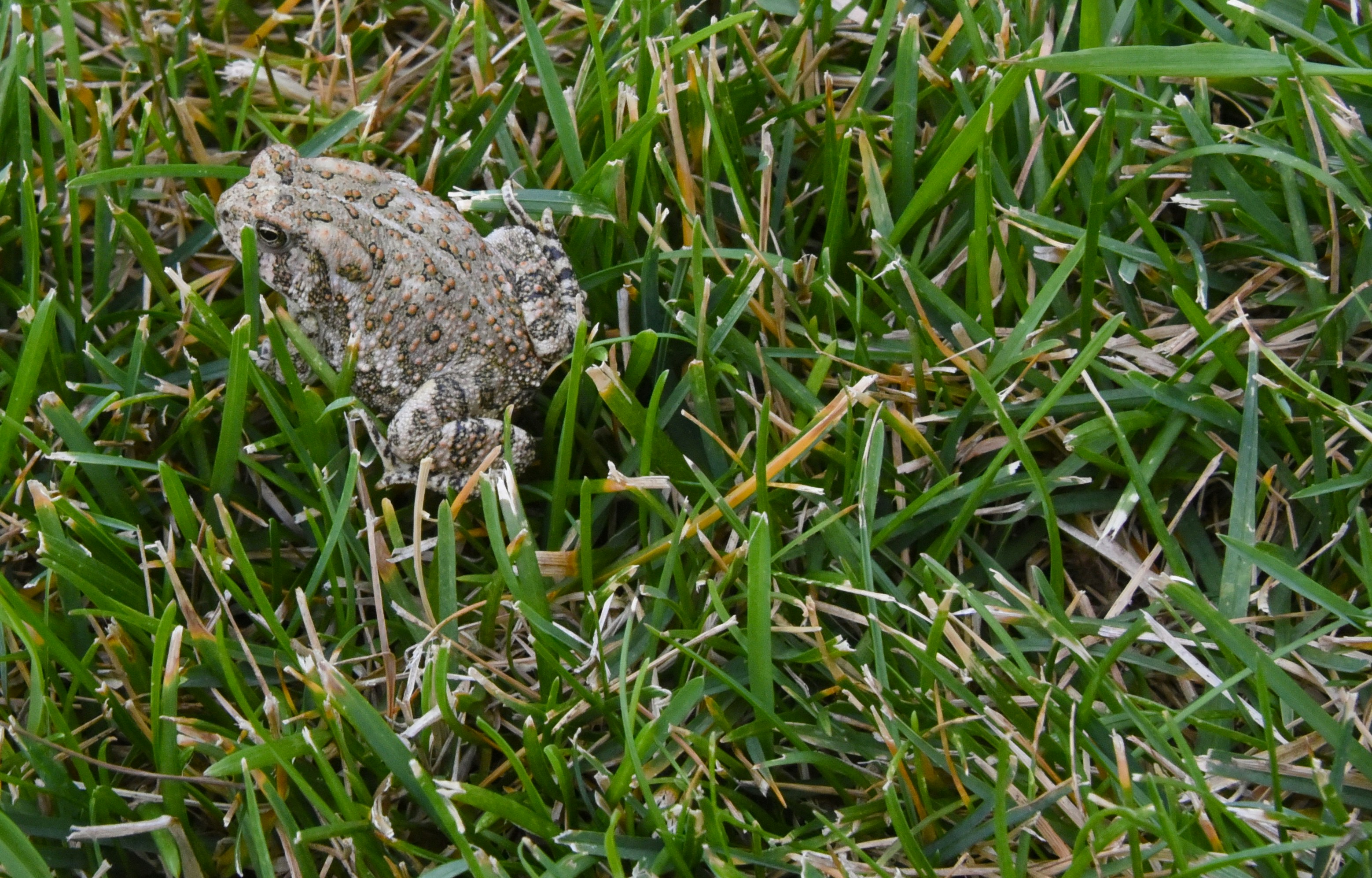 Grassbound Gaze: A Camouflaged Toad Reposes in Dense Turf