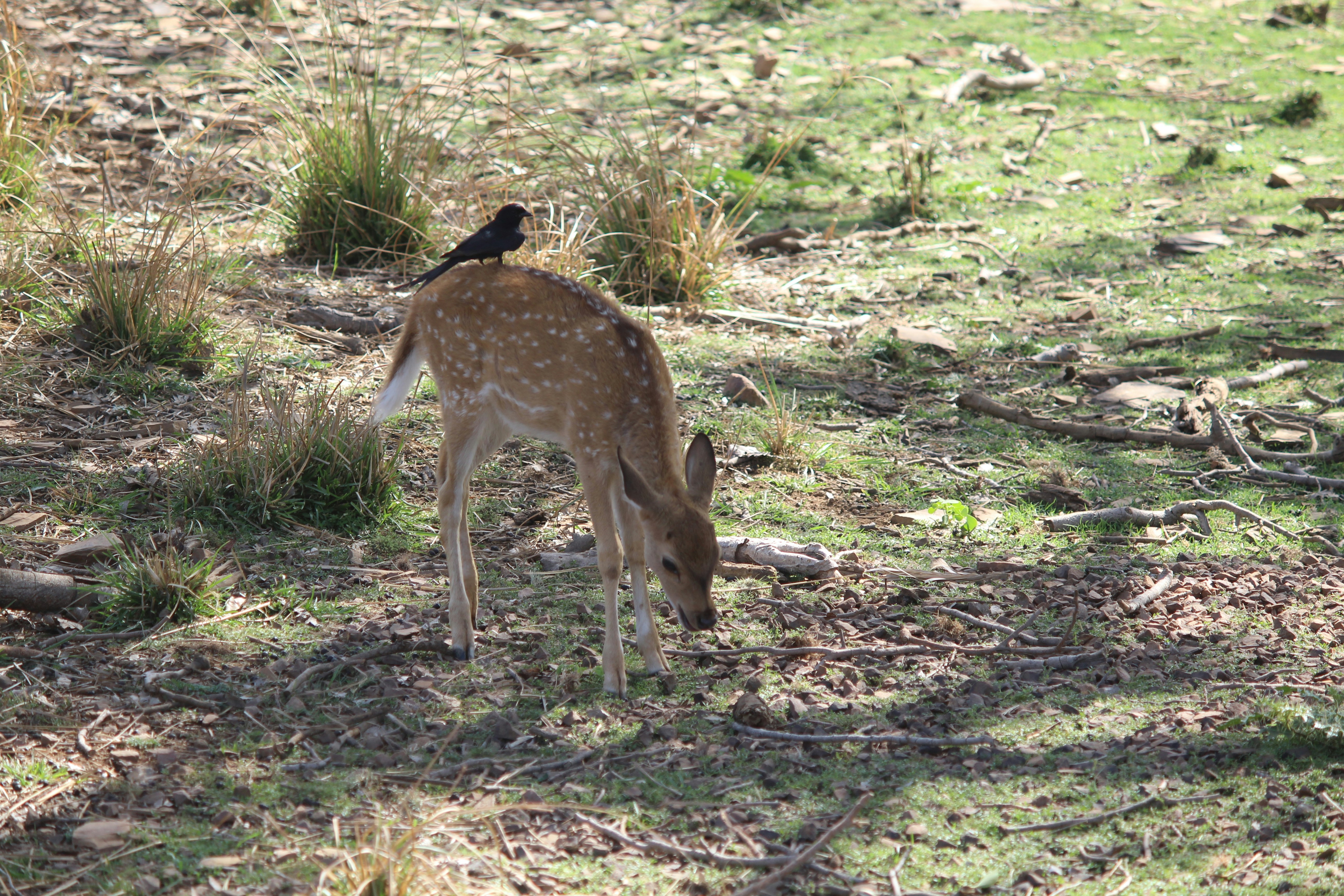 Dappled Fawn in a Sunlit Clearing
