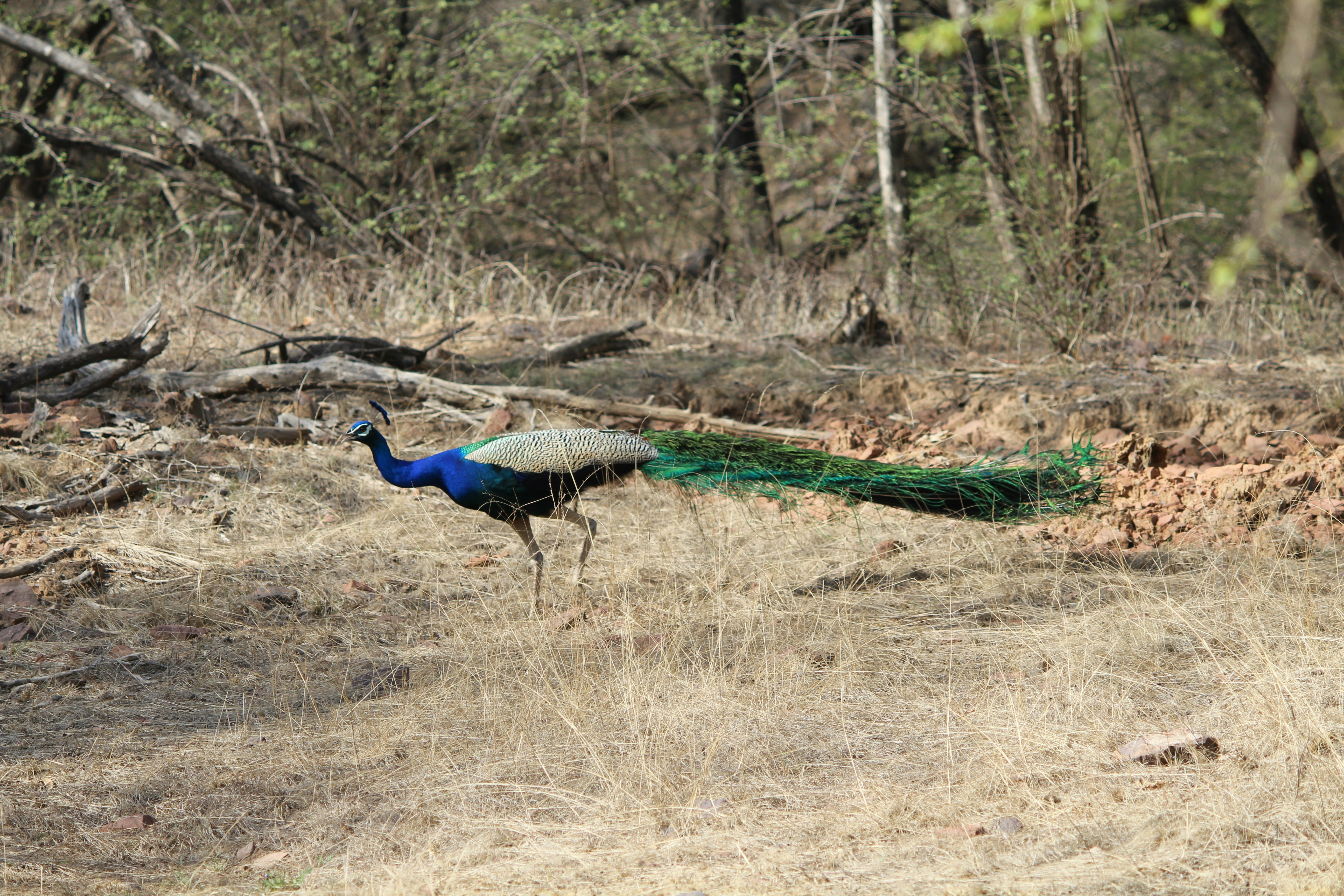 Azure-Plumed Peacock in a Dry-Grass Clearing