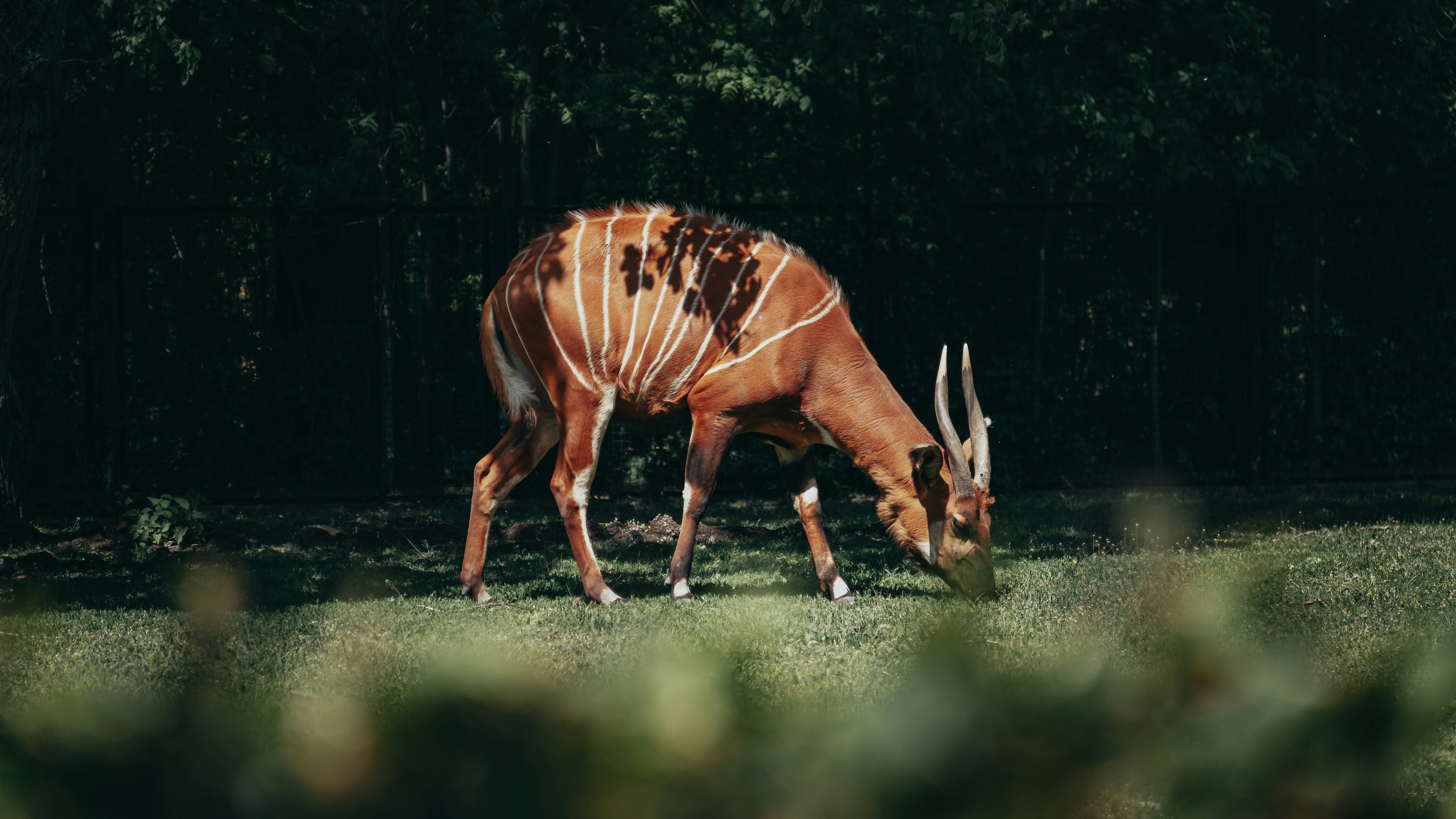 Edge of Shade: Gazelle Grazing in a Quiet Clearing