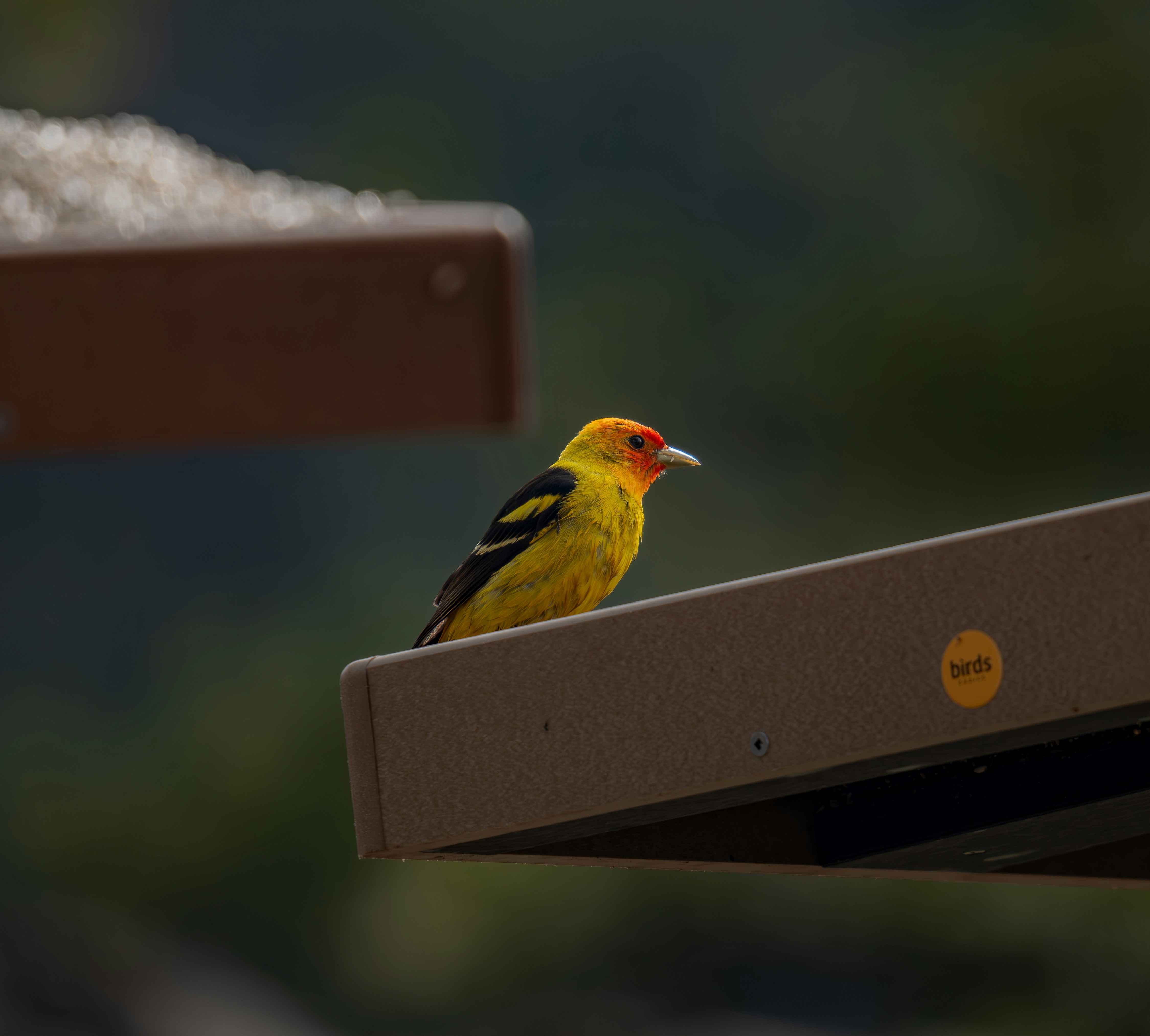 A red-faced yellow warbler perches on a rust-colored metal beam with a soft green backdrop.