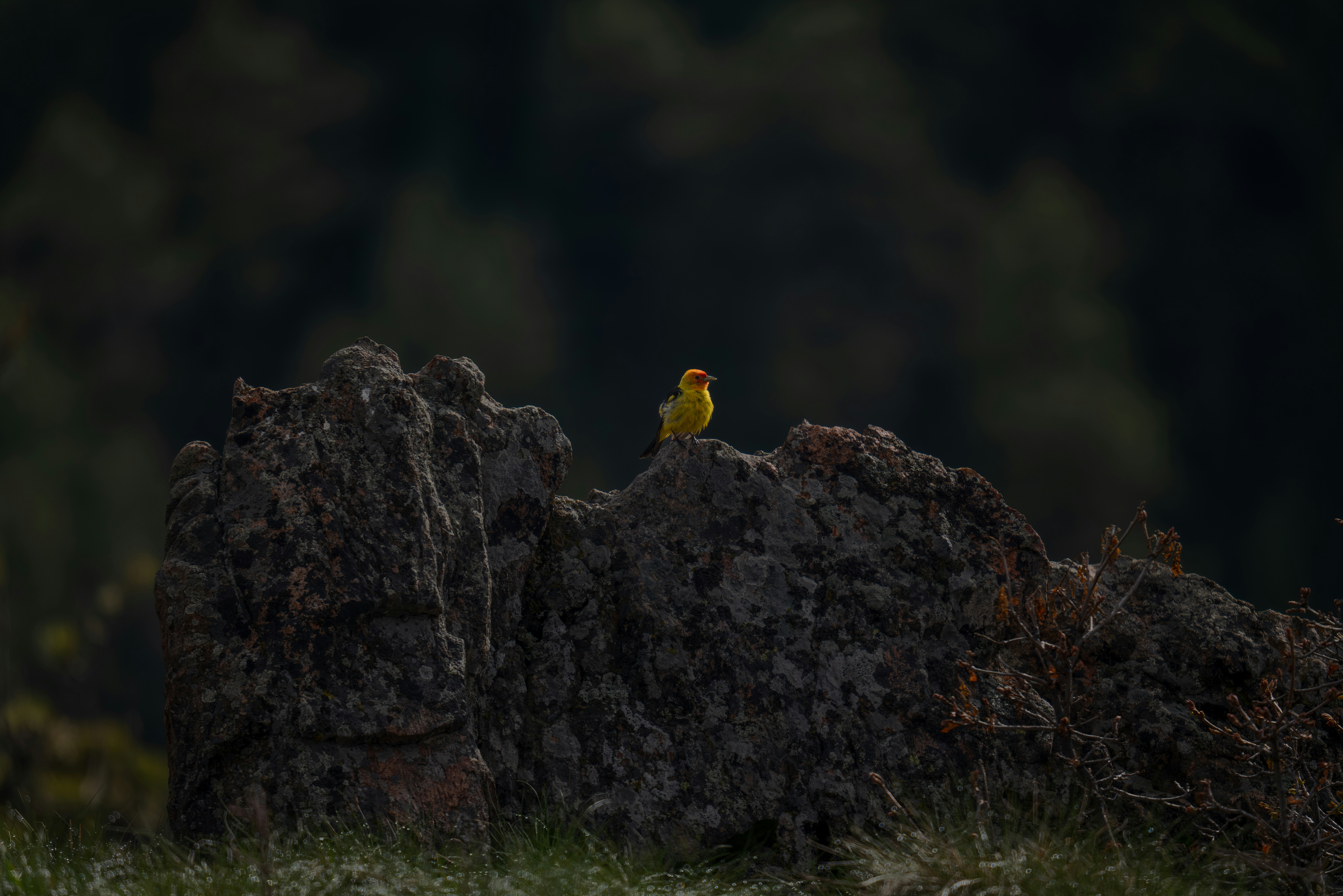 Golden Harrier on Mossy Rock: A Quiet Moment at Dusk