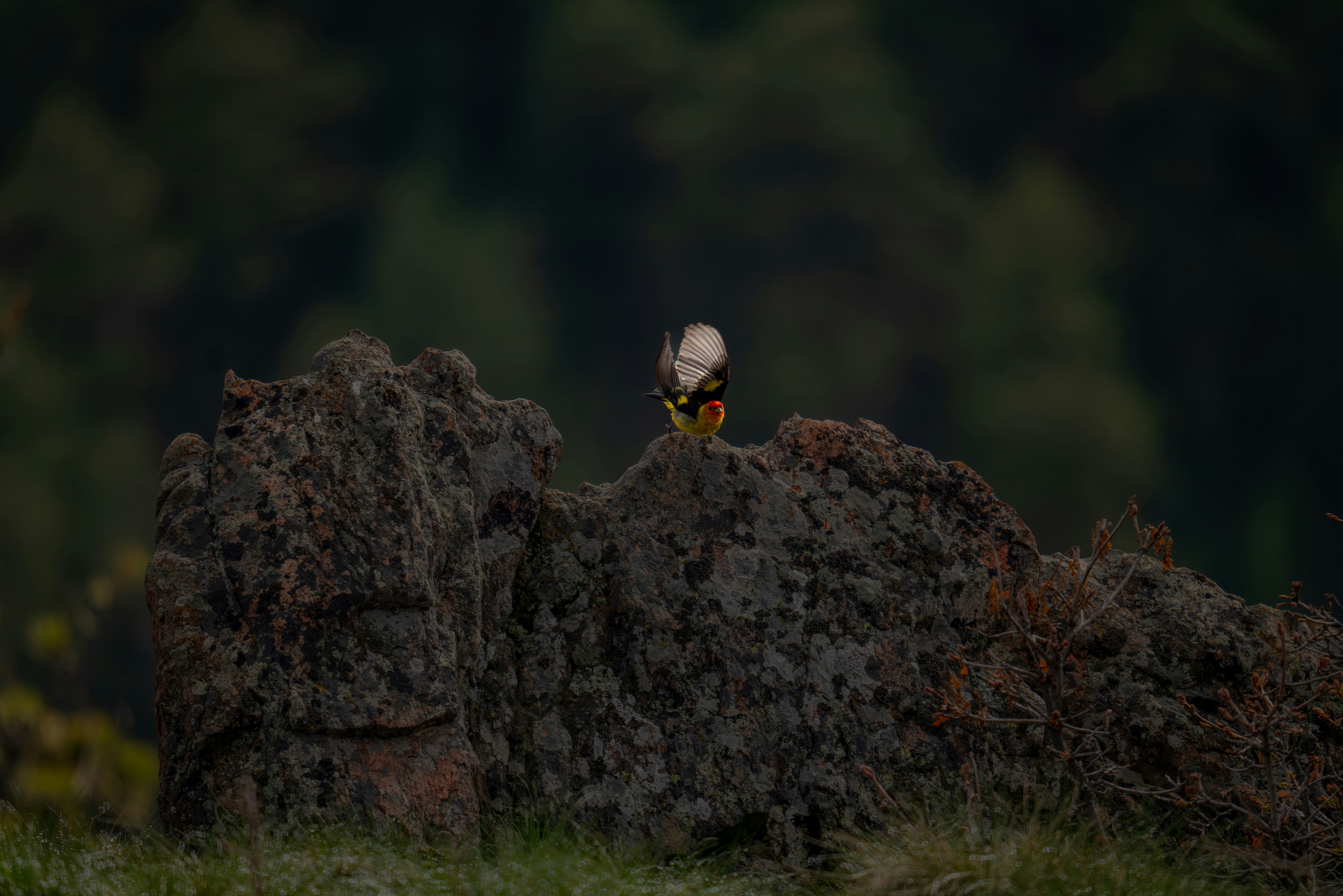 A small yellow-throated bird perches on a weathered rock against a dark forest backdrop.