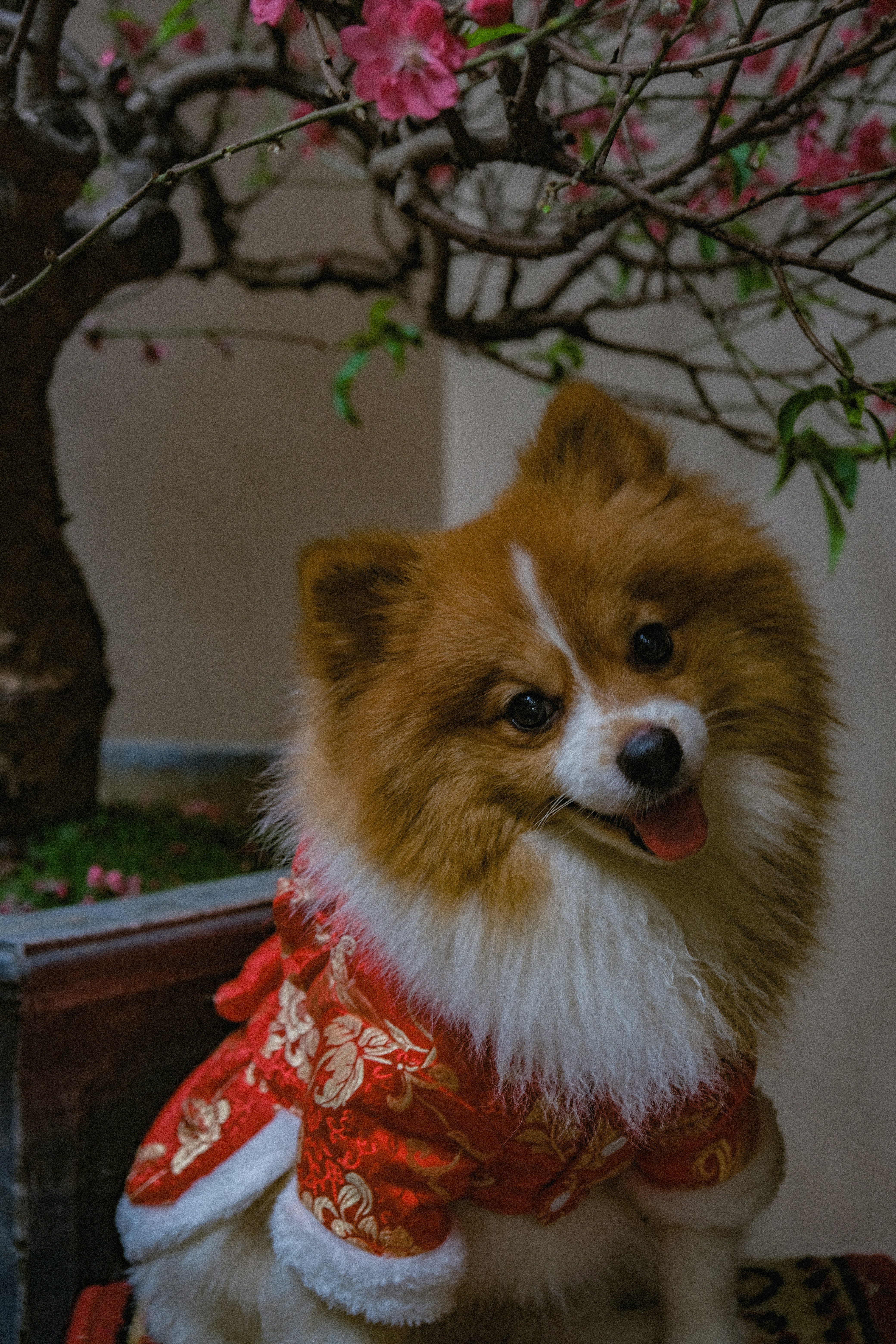 Joyful Pomeranian in a Decorative Red Coat Amid Spring Blossoms