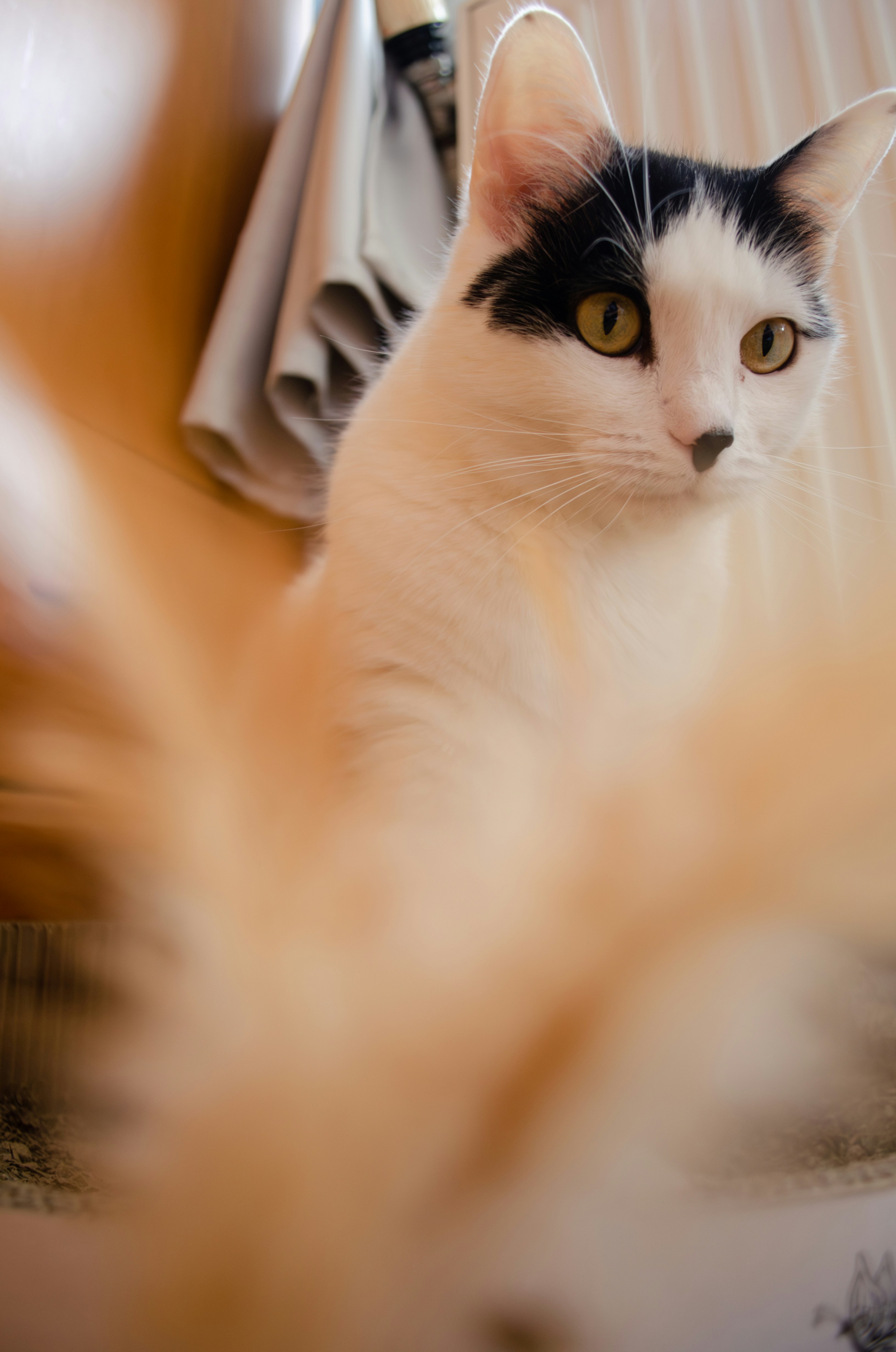 Amber Gaze at Close Range: A Cat’s Curious Portrait