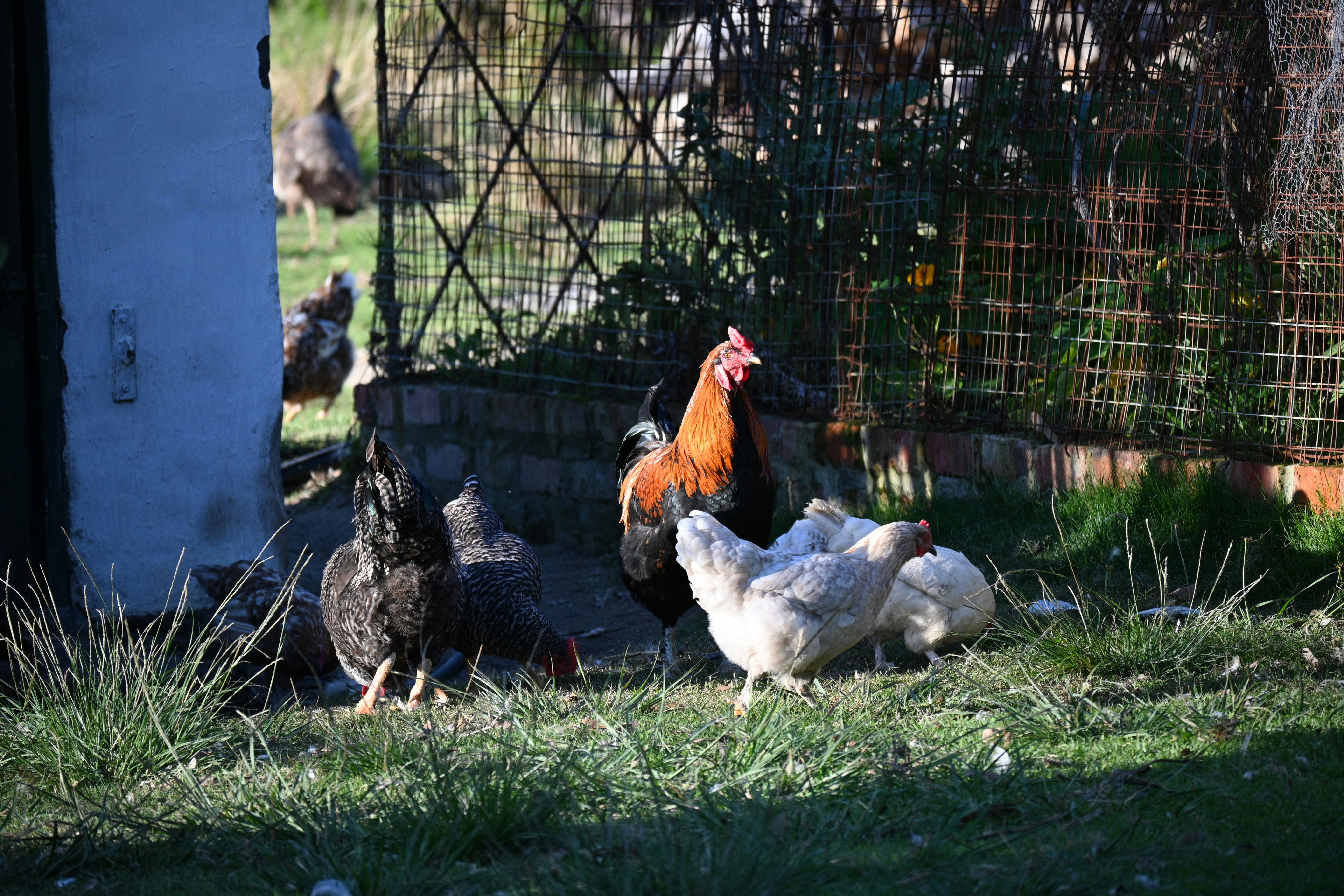 Un grupo de pollos parados en un patio foto – Imagen de Pollos gratuita ...