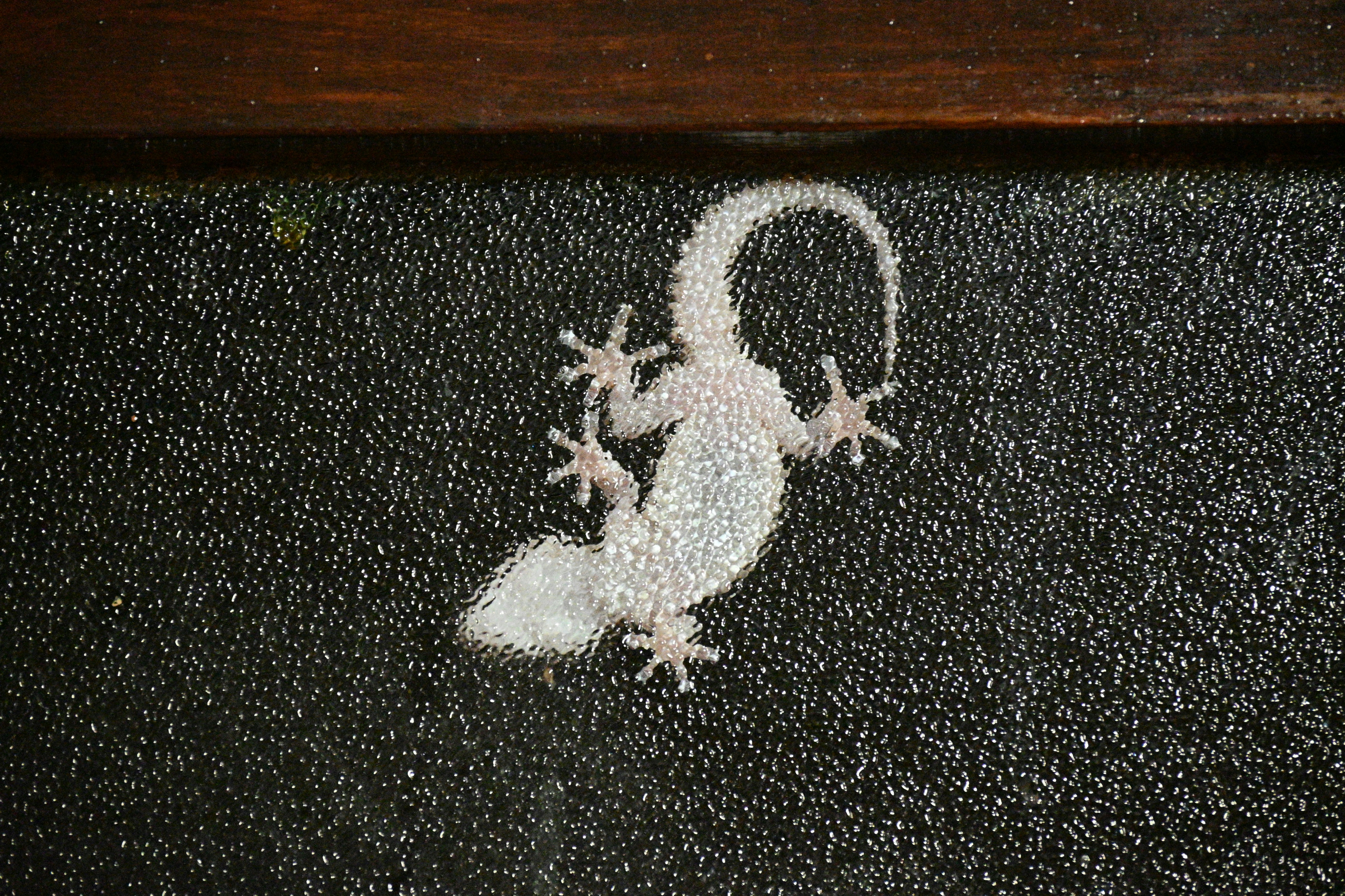 Un gecko blanco sobre una superficie negra foto – Imagen de Geco ...