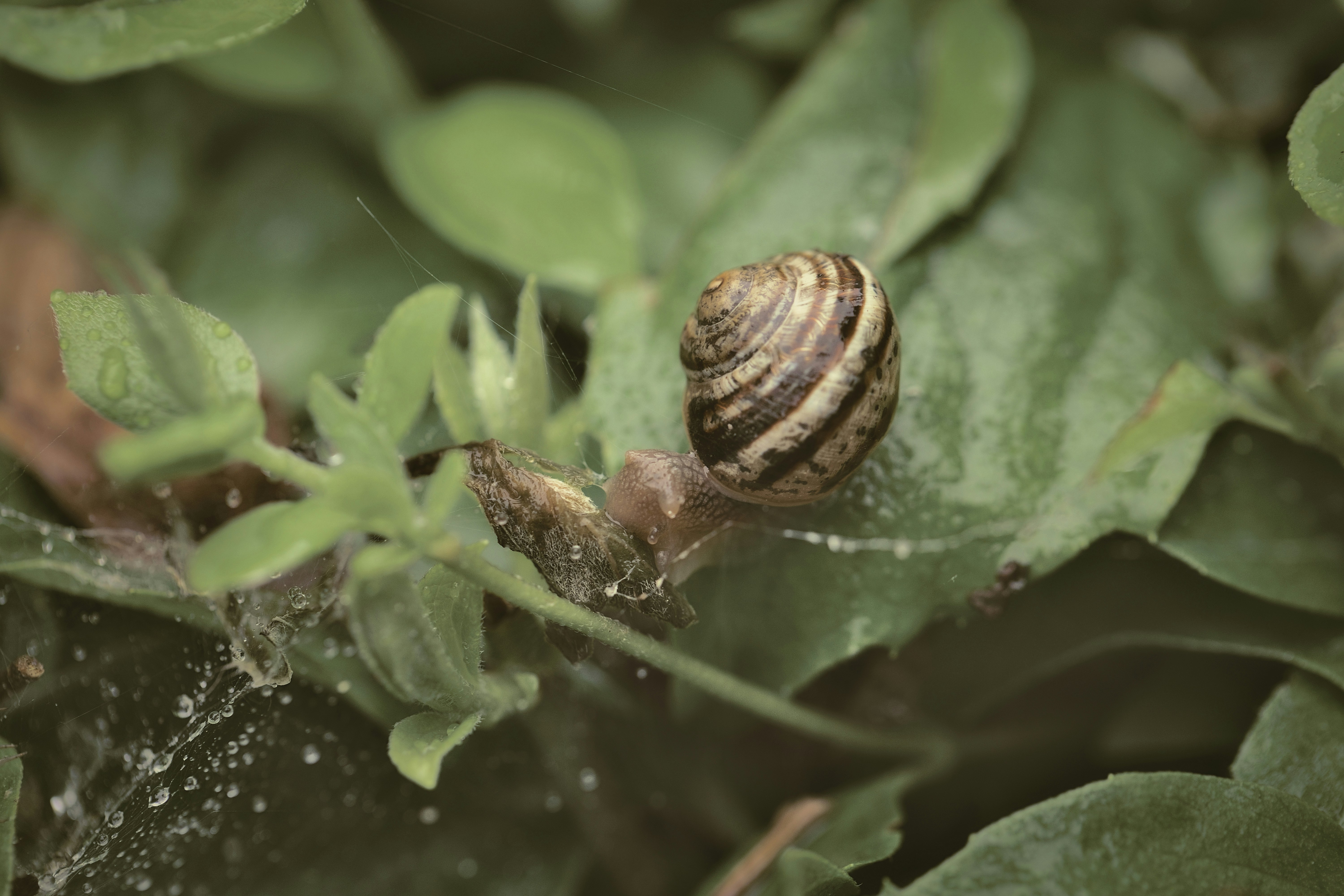 Spiral Sentinel on Dew-Dusted Leaves