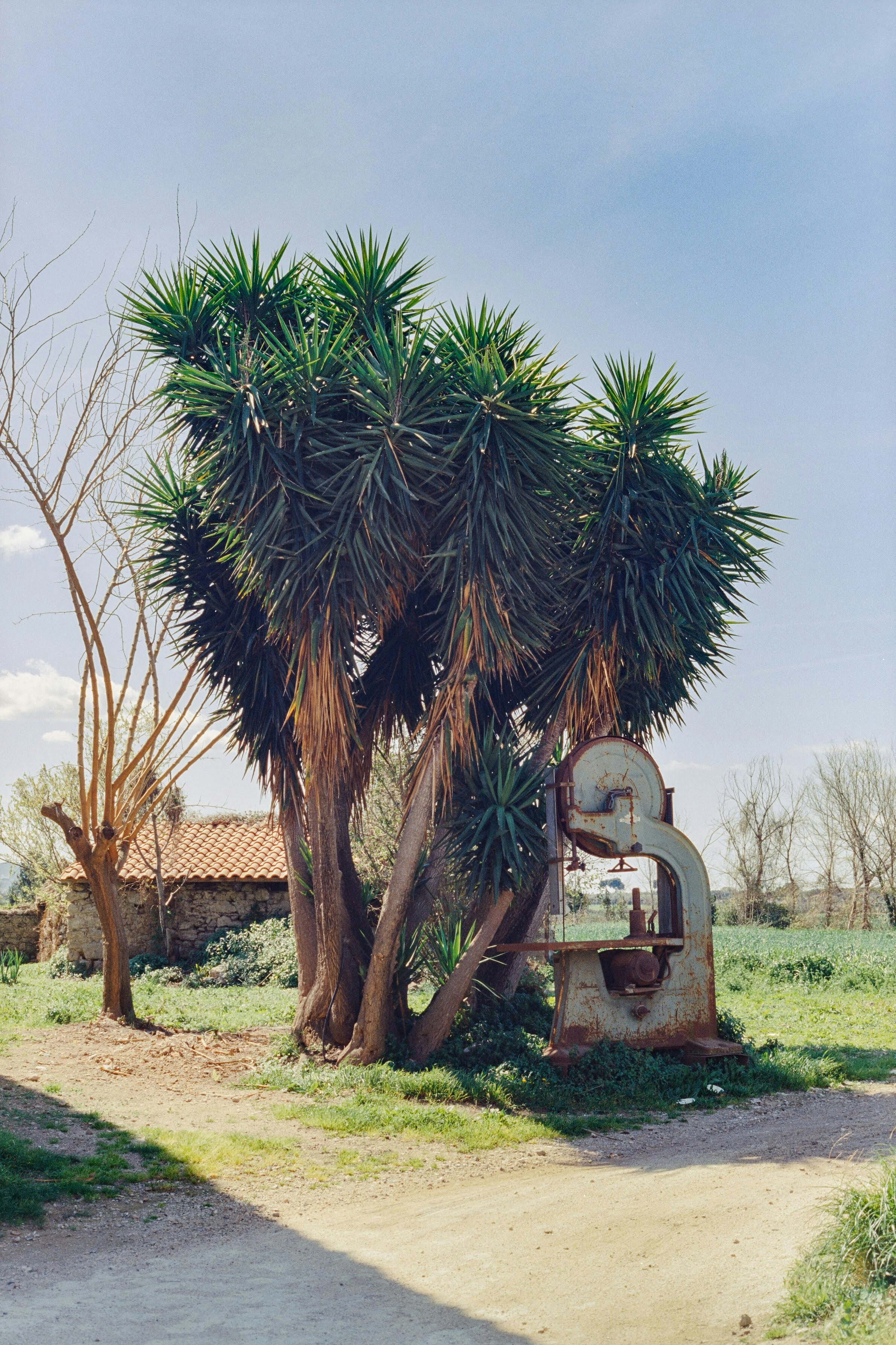 Desert Well and Yucca Orchard under a Quiet Sky