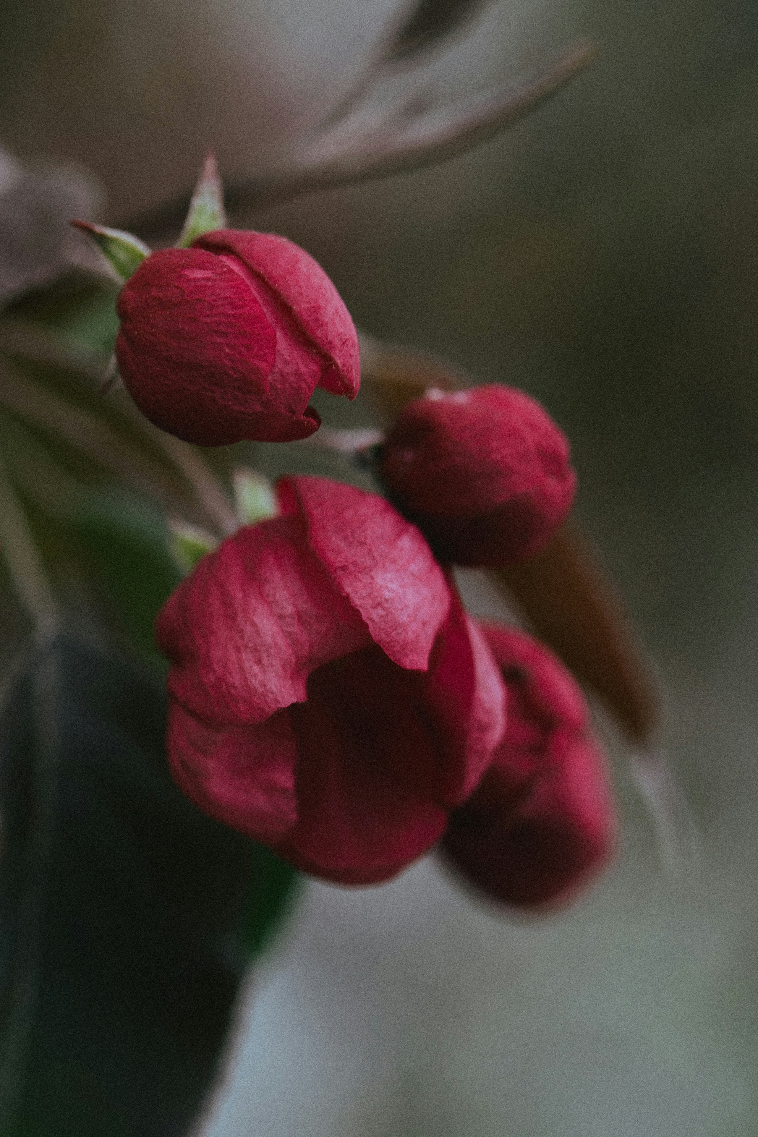 Crimson Buds in Velvet Focus