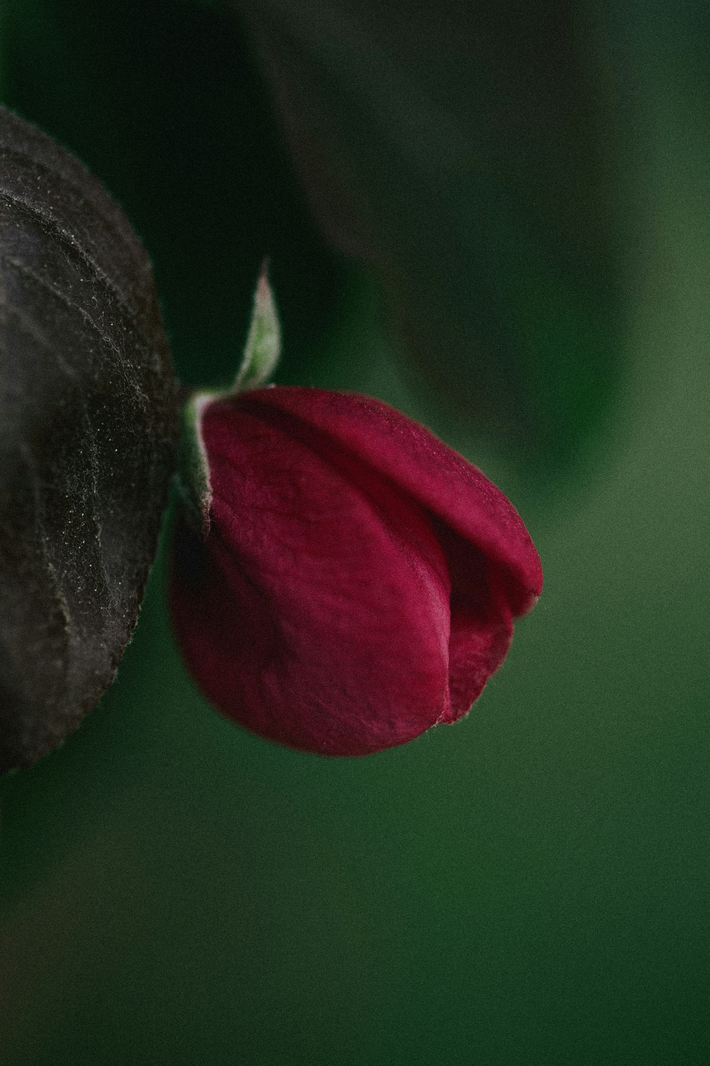 Photo by Kate Laine with Canon EOS 6D