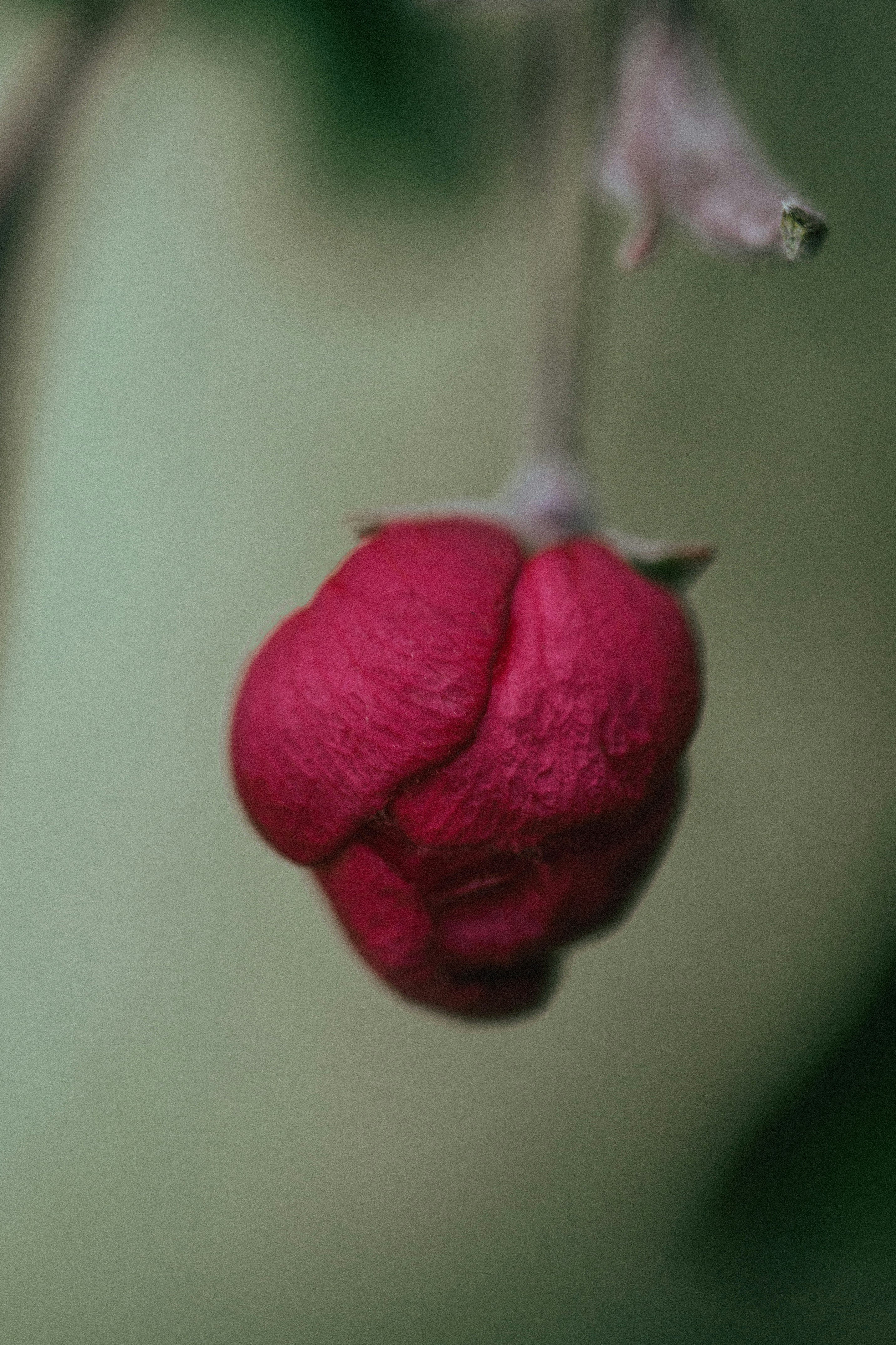 Crimson Bud in Velvet Green: A Macro Moment