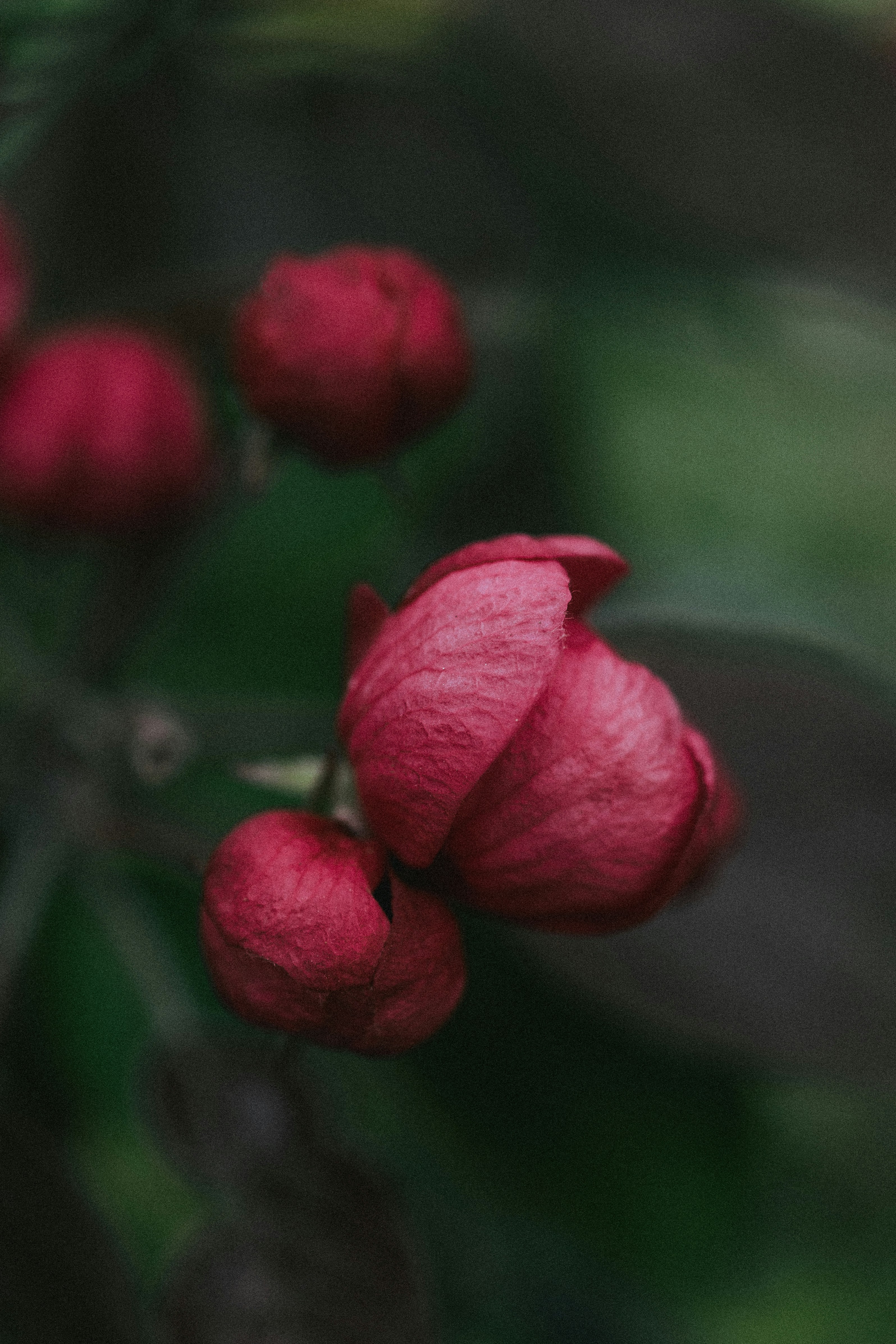 Crimson Buds in Velvet Depth