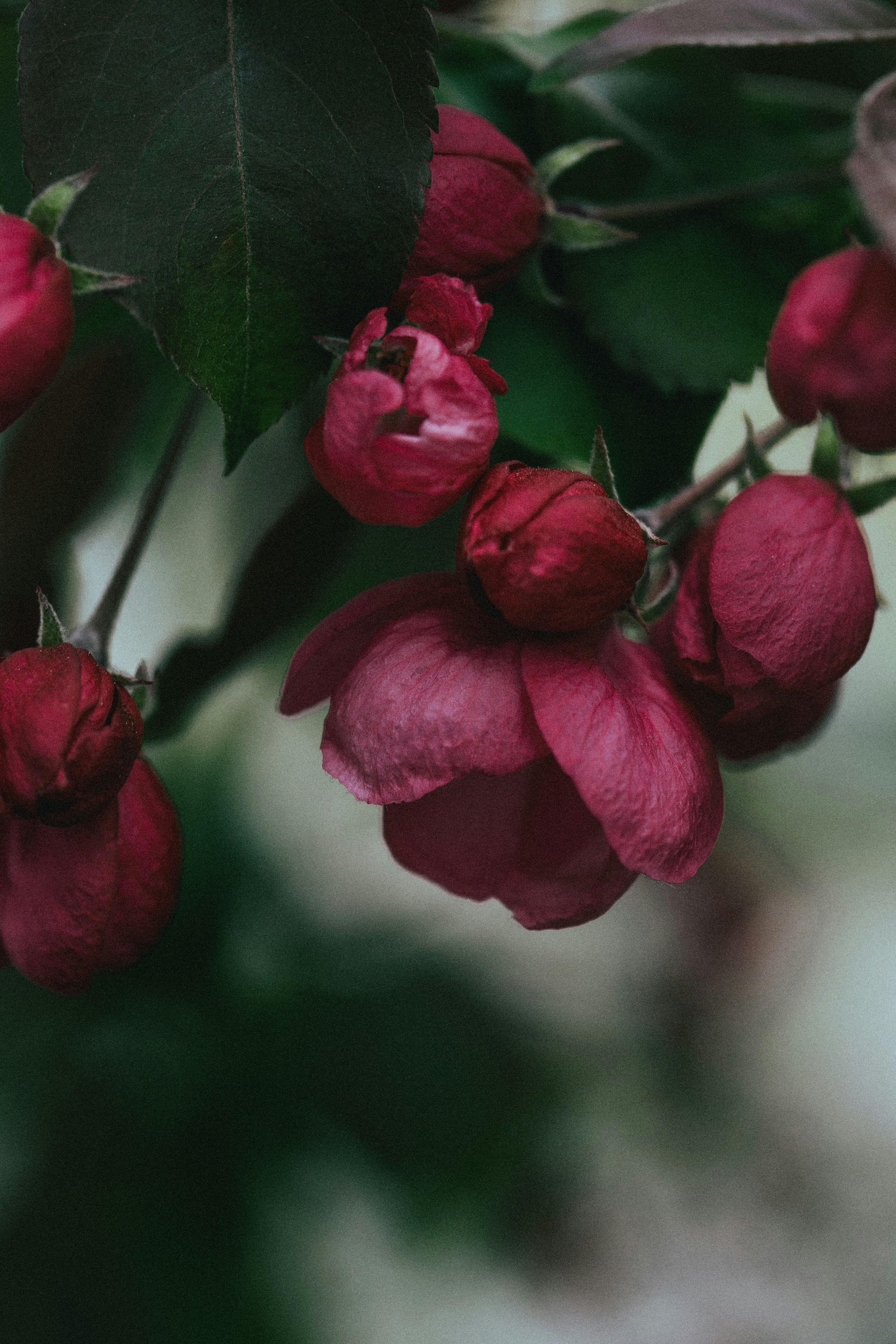 Velvet Crimson: Close-Up of Blooming Buds with a Soft Green Backdrop