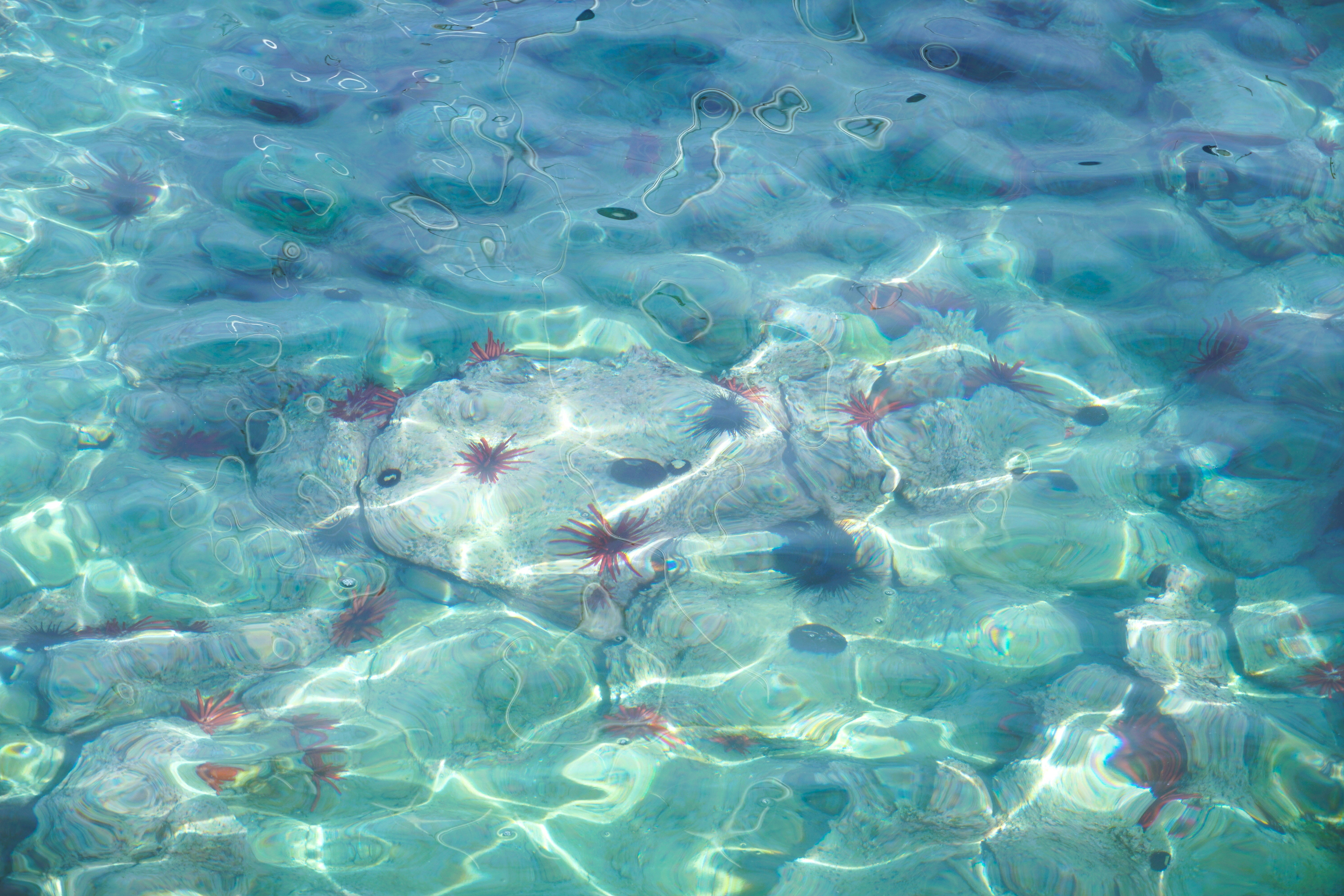 Clear Ocean Water With Fish