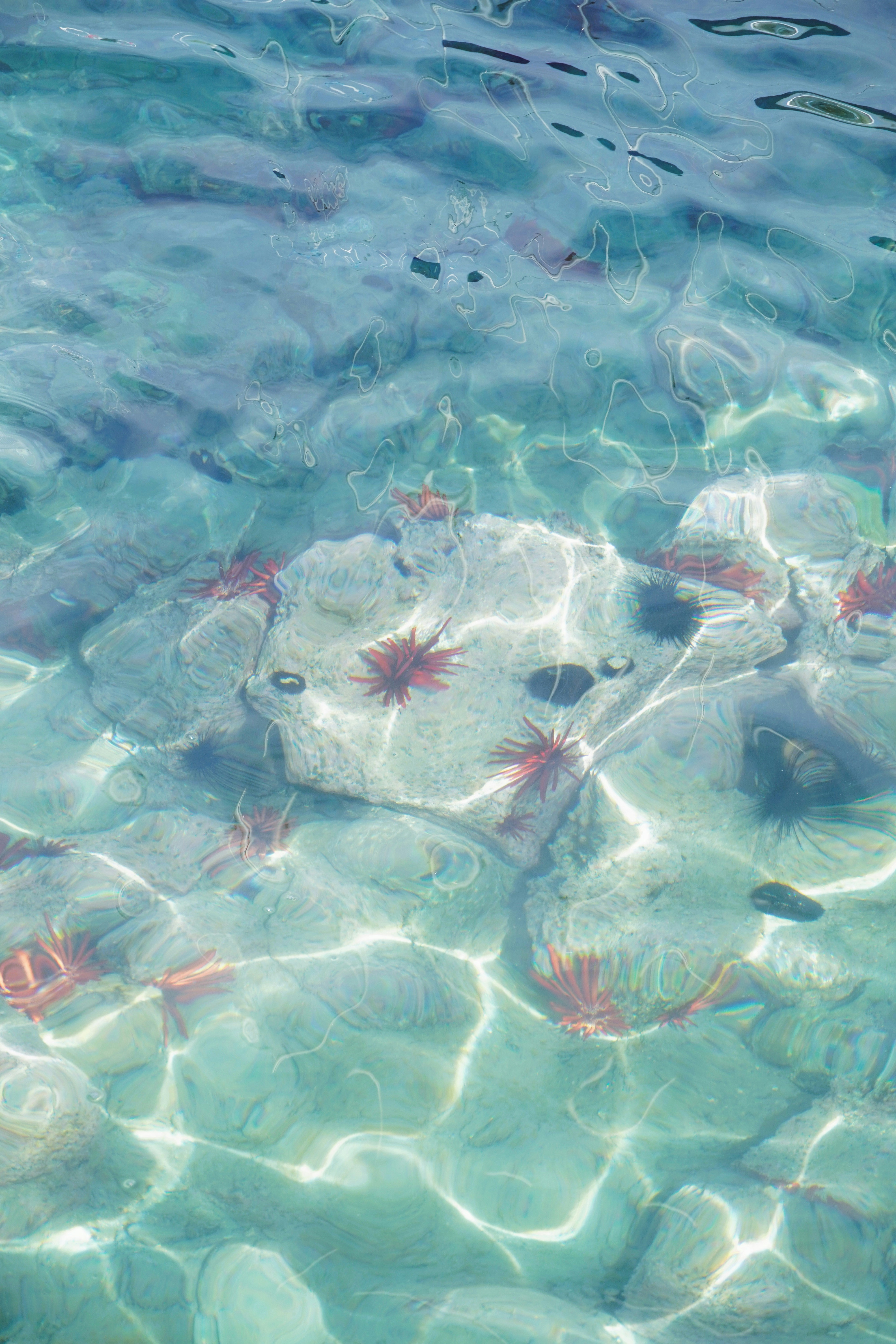 Turquoise Shallows: Red Starfish Framing Sunlit Reef Rubble