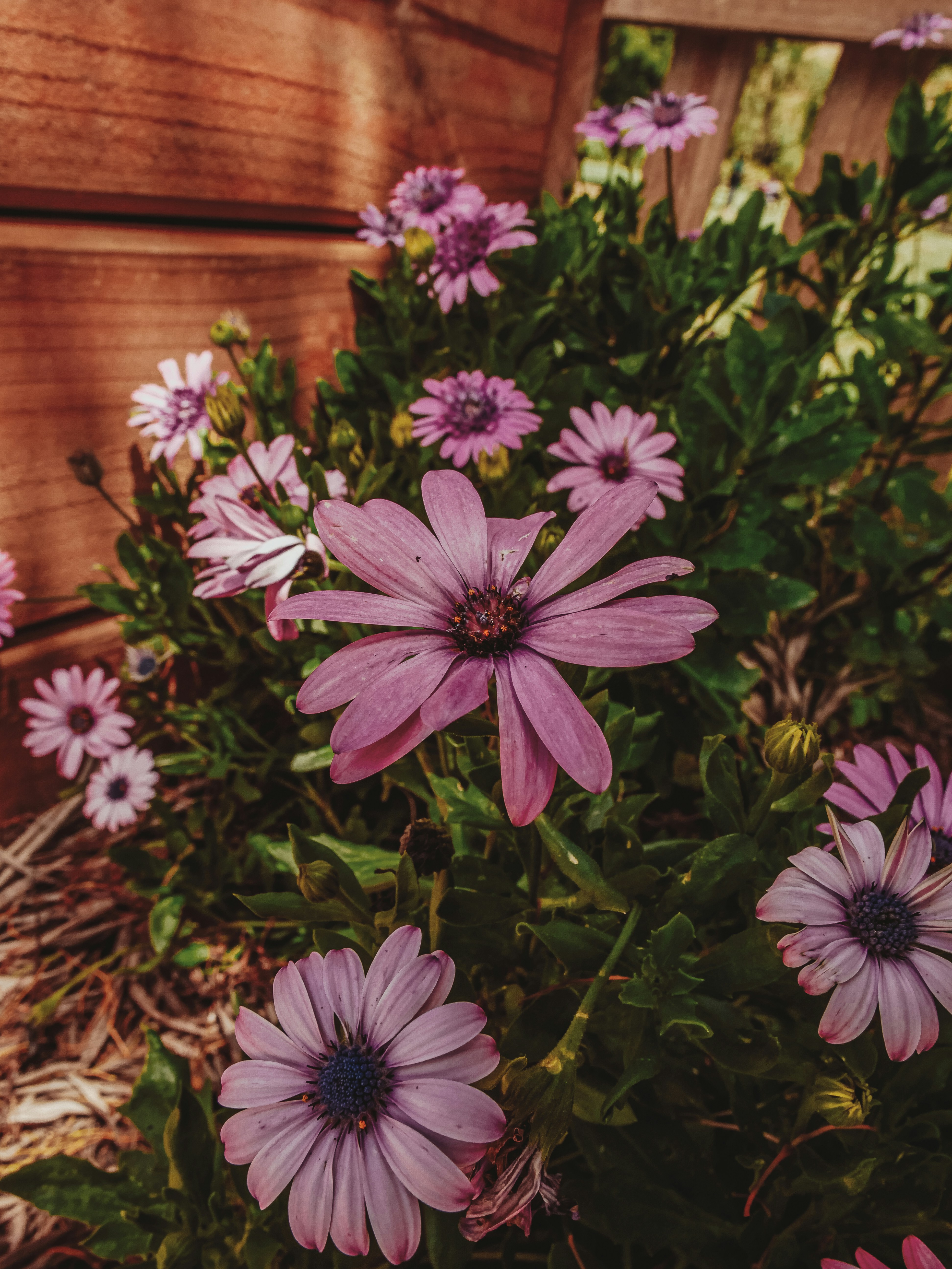 Petals at the Cedar Fence: A Quiet Garden Bloom