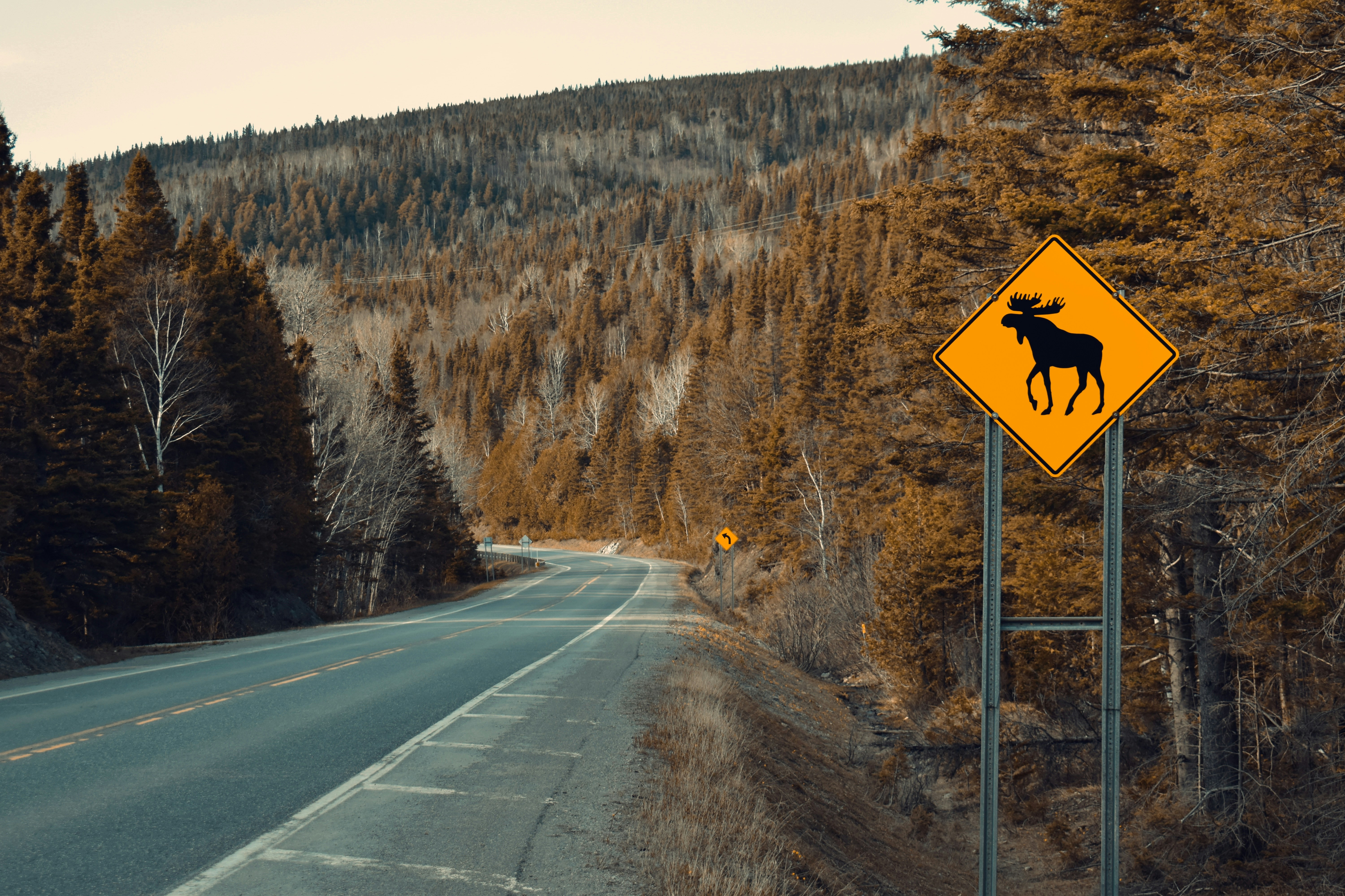 A moose crossing sign on the side of a road photo – Free Canada Image ...