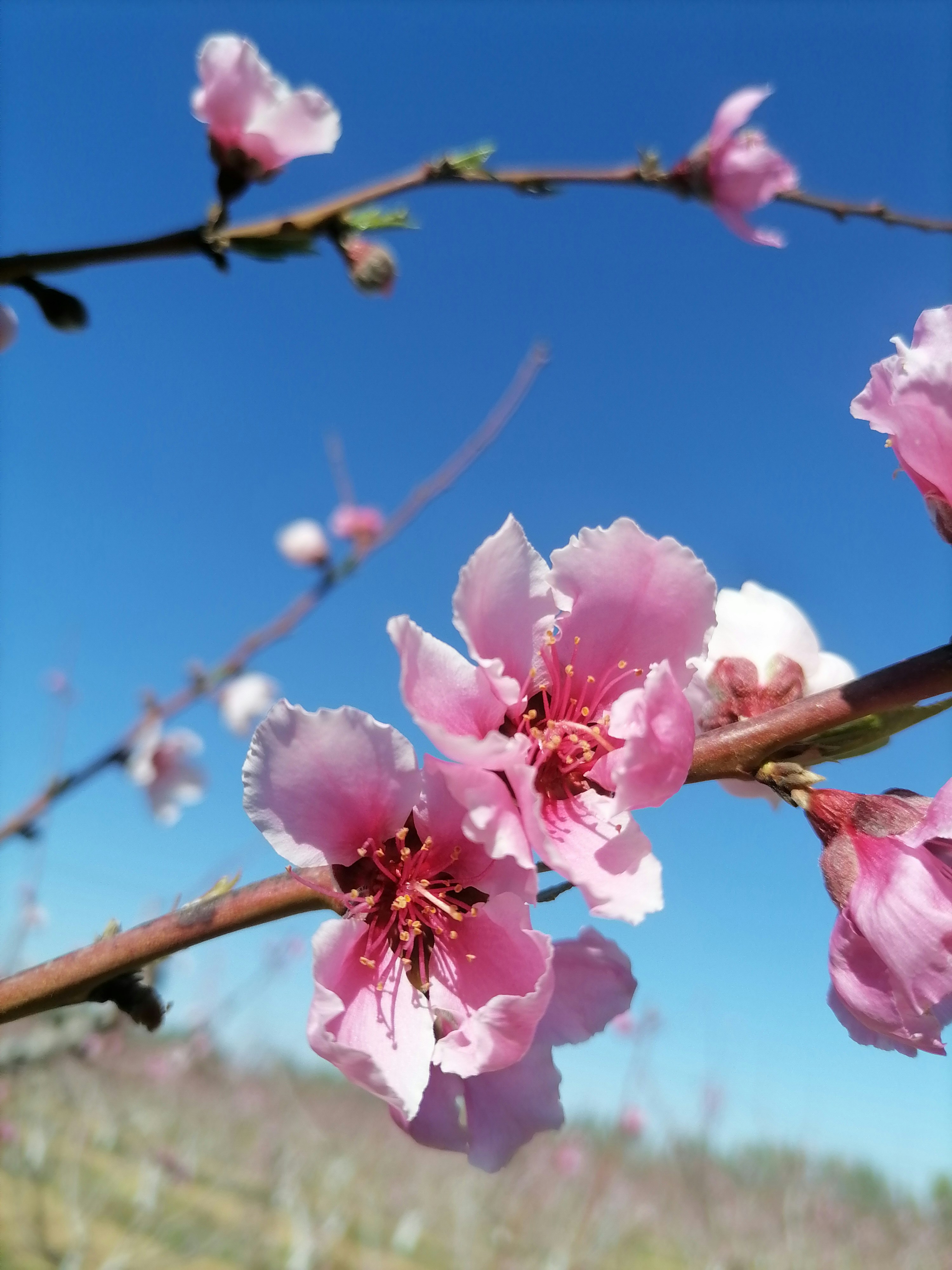 Close-up of pink blossoms on a slender branch against a bright blue spring sky.