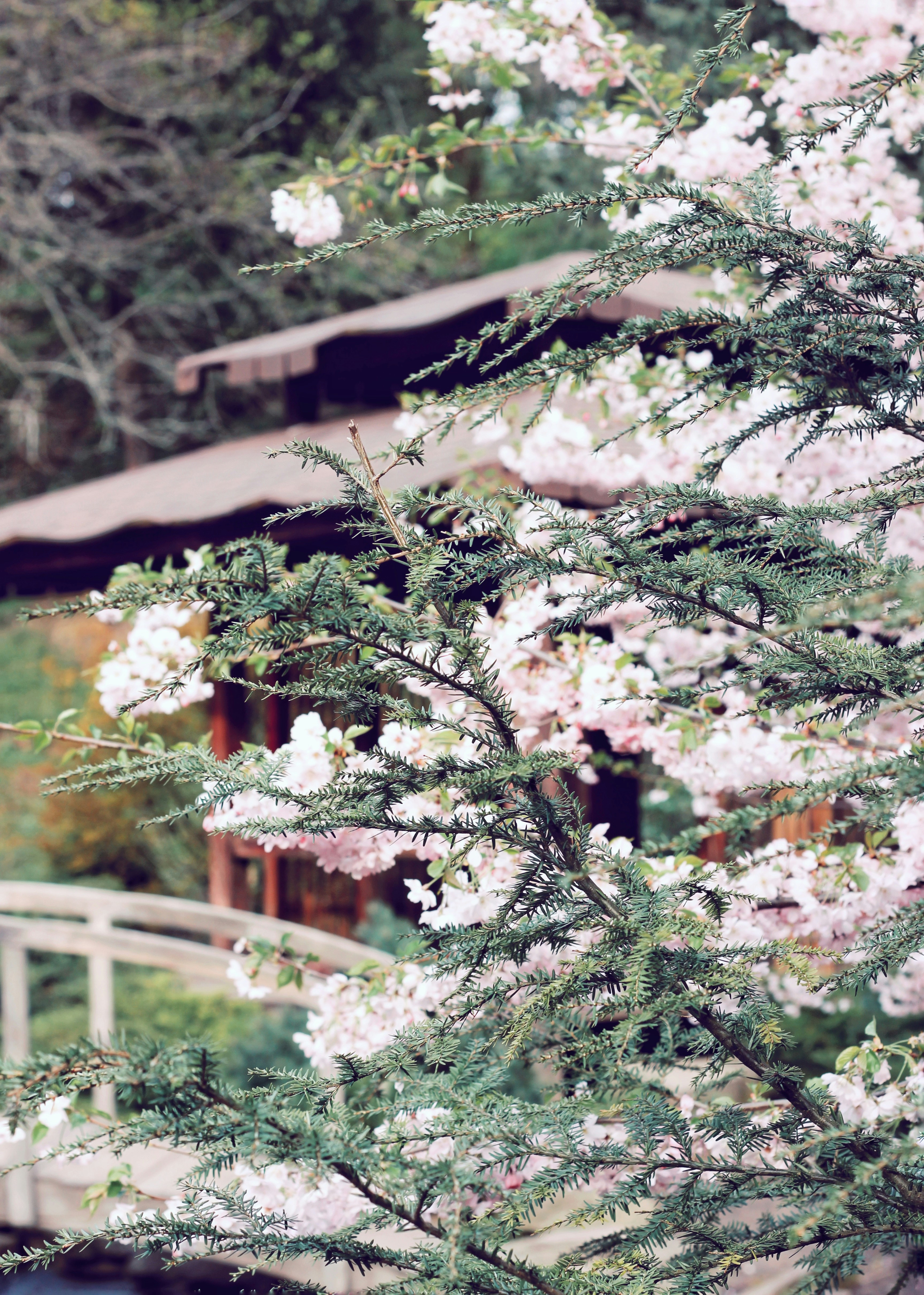 Petal Veil in the Pines: A Quiet Garden Moment