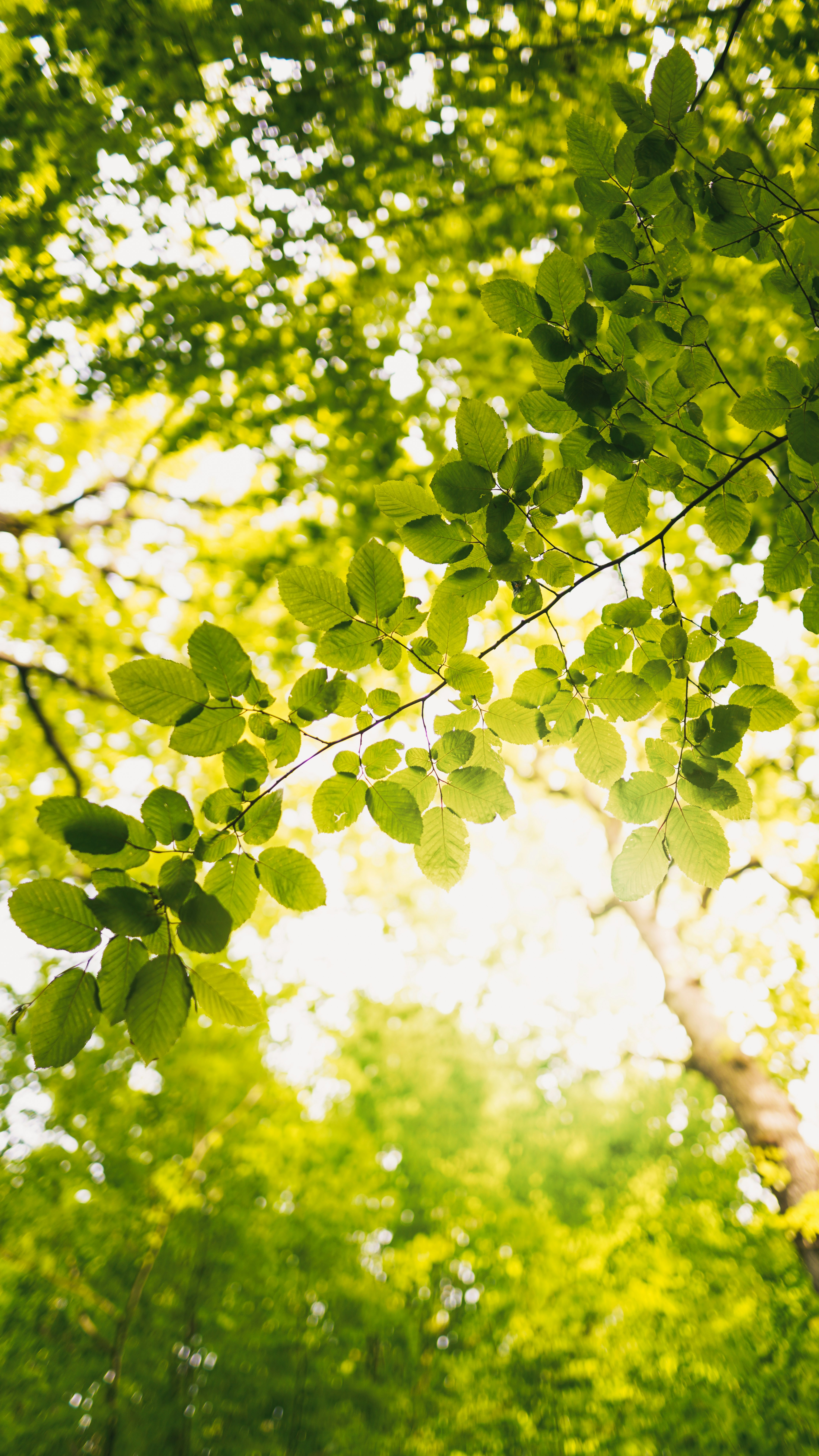 A green leafy tree with the sun shining through the leaves photo – Free ...
