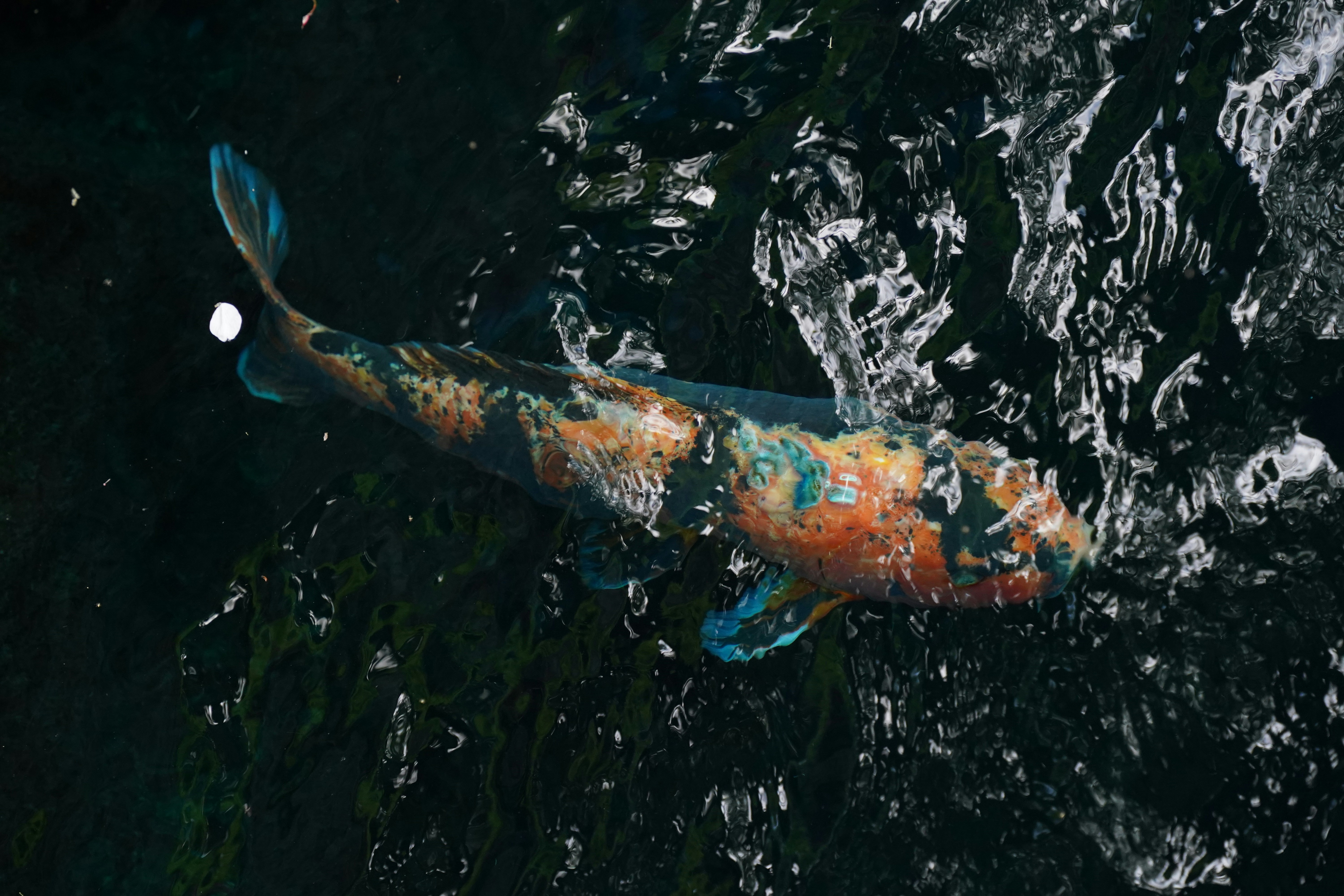 Underwater Fish Tumblr