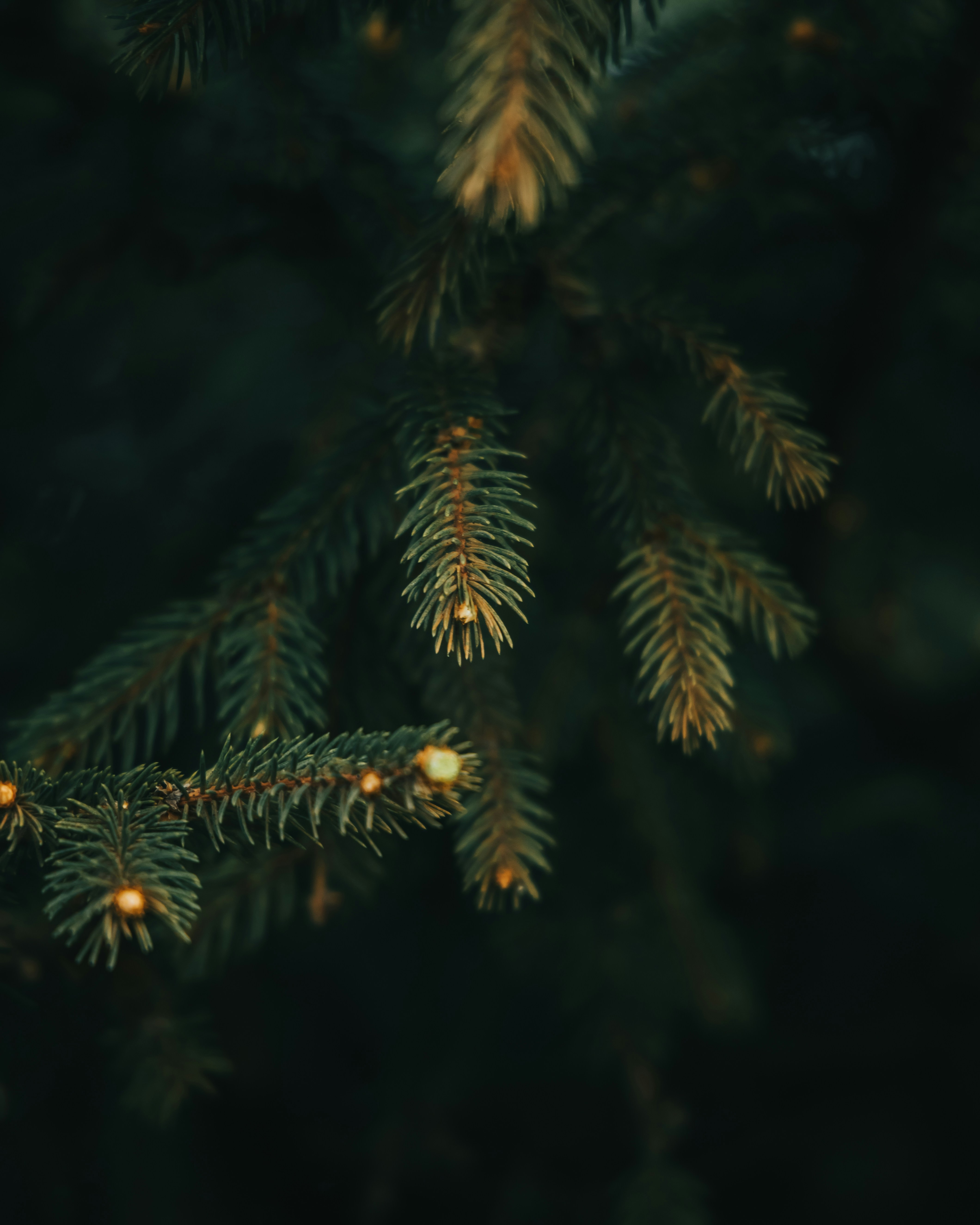 Gros plan d’une branche de pin photo – Image gratuite de Plante sur ...