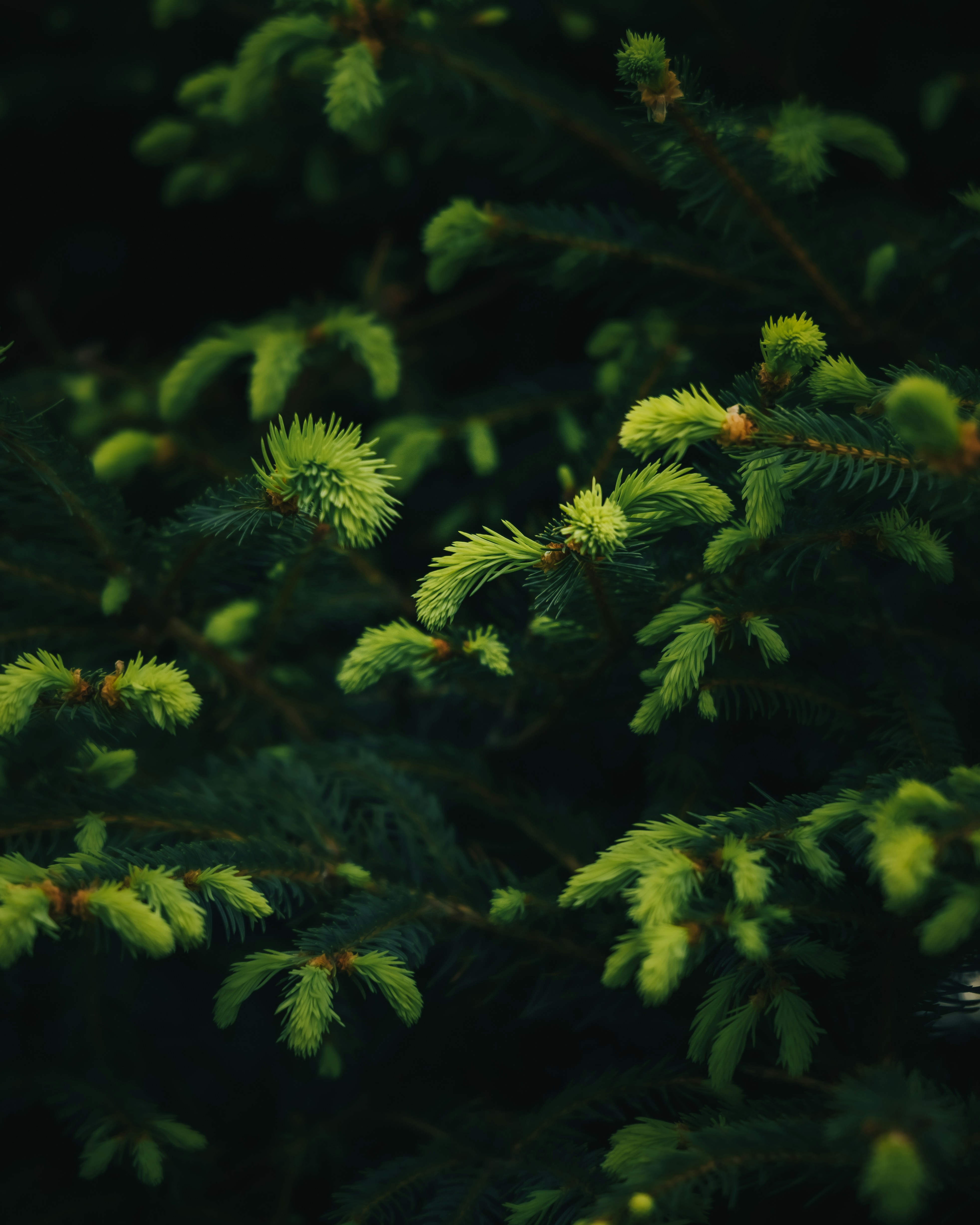 A close up of a pine tree branch photo – Free Tree Image on Unsplash