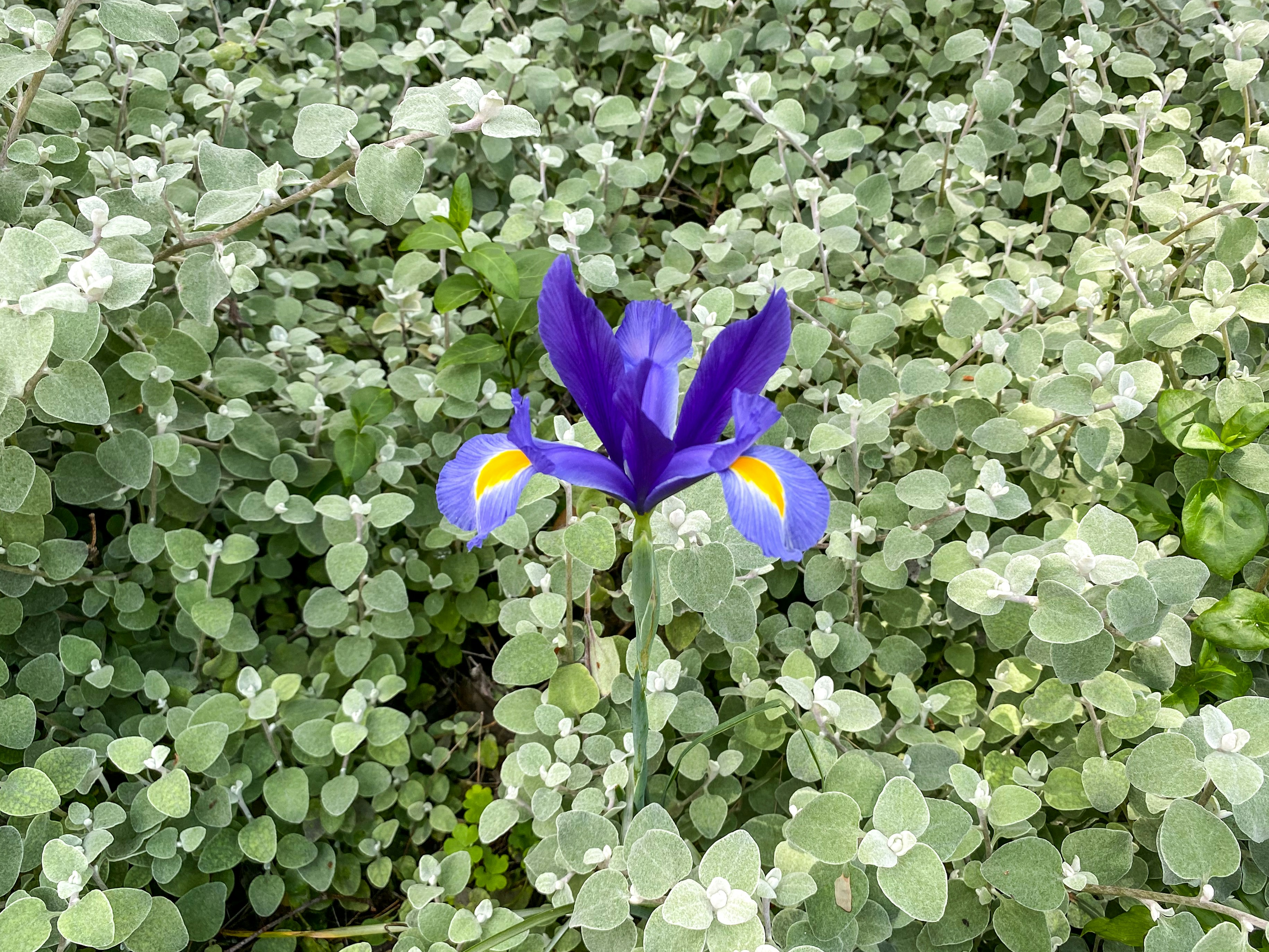 Purple Iris Crown Emerges from a Sea of Silver Leaves