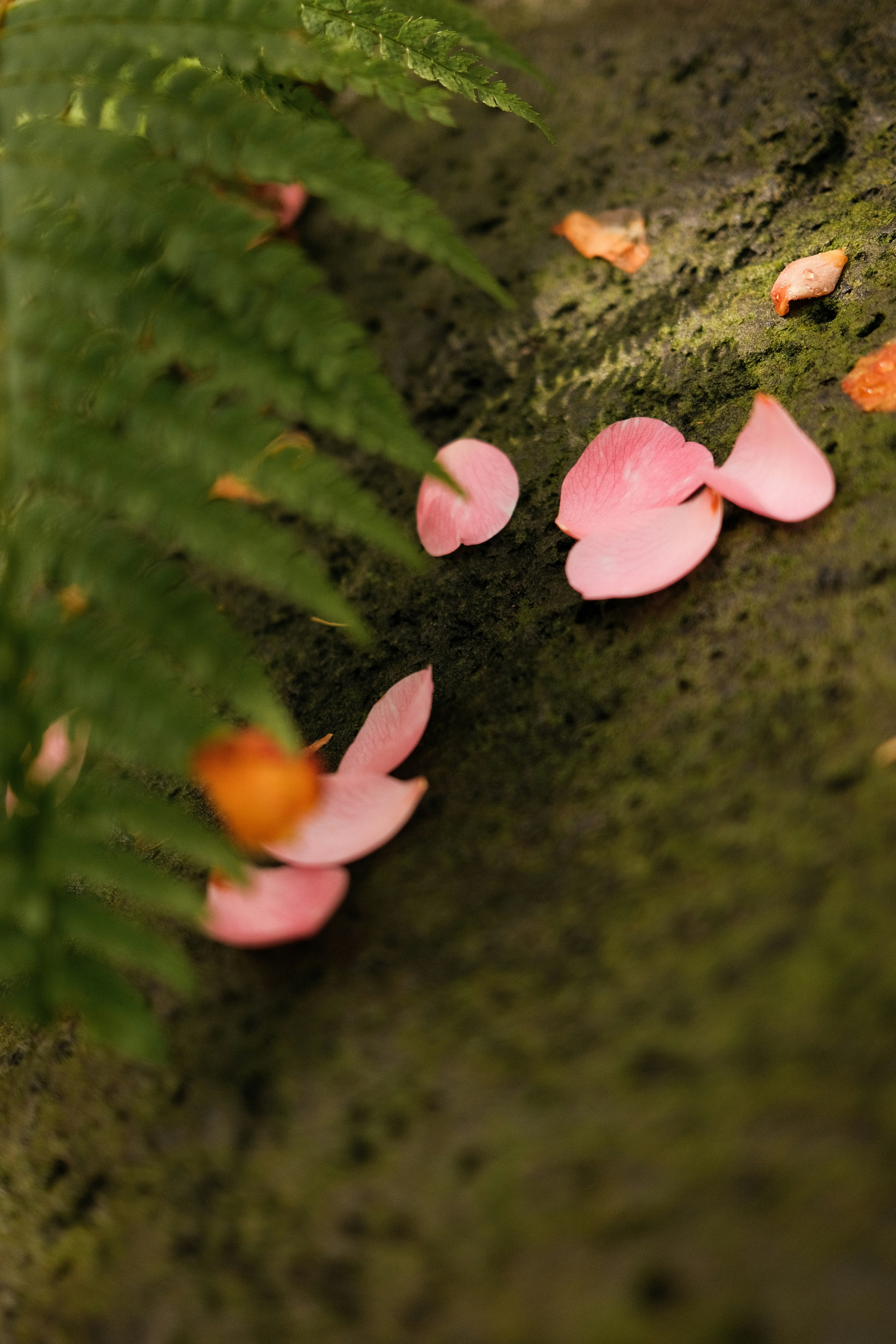 Pink petals scattered on mossy ground beneath a green fern.