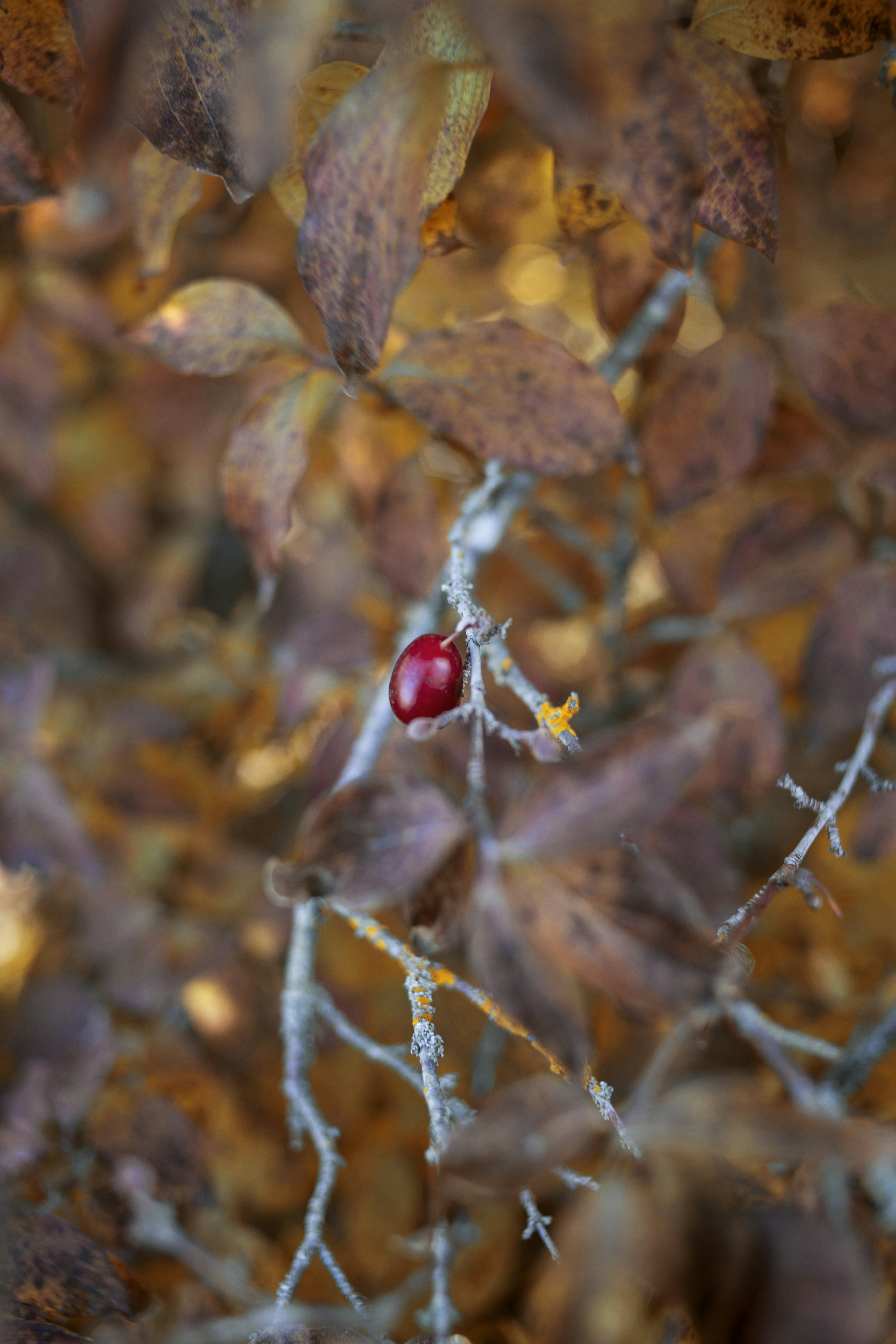 A small red berry sitting on top of a leaf covered tree photo – Free ...