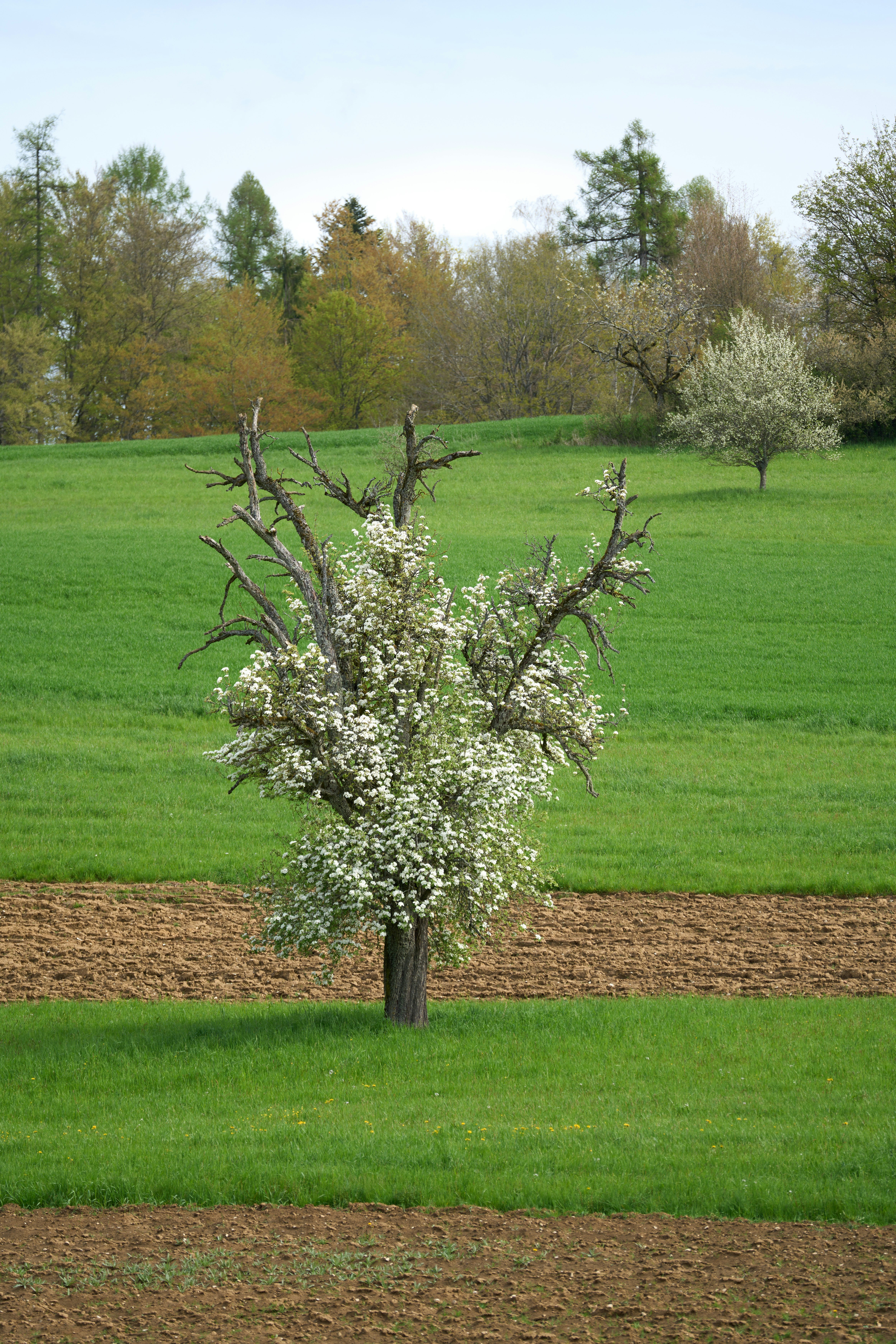 Lone Blossom Tree Reaches Over a Verdant Field