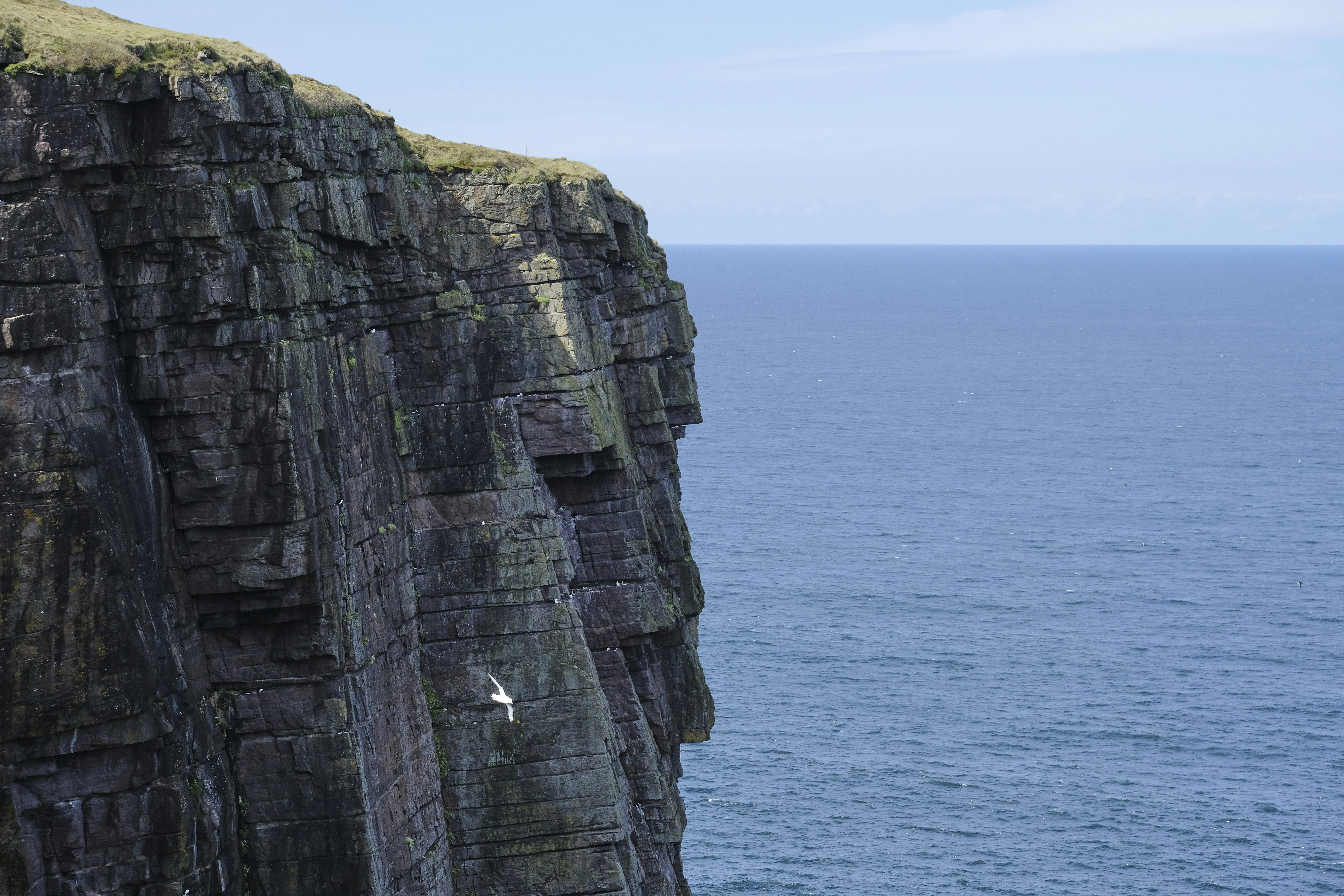 Seabird on the Cliff Edge Over a Vast Blue Horizon