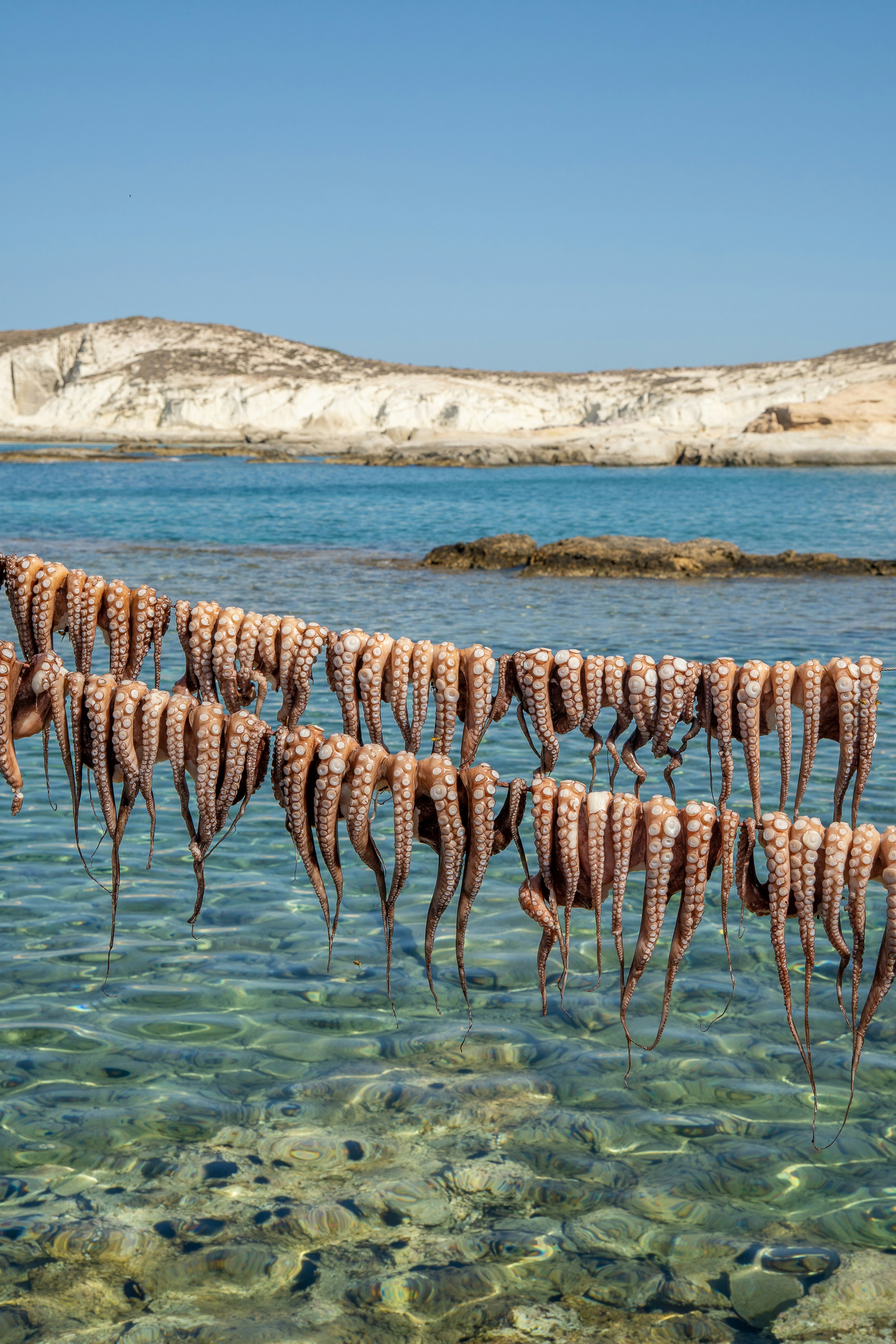 Tide-kissed Tentacles: Seaweed-tied Elongations Beside Clear Shallows