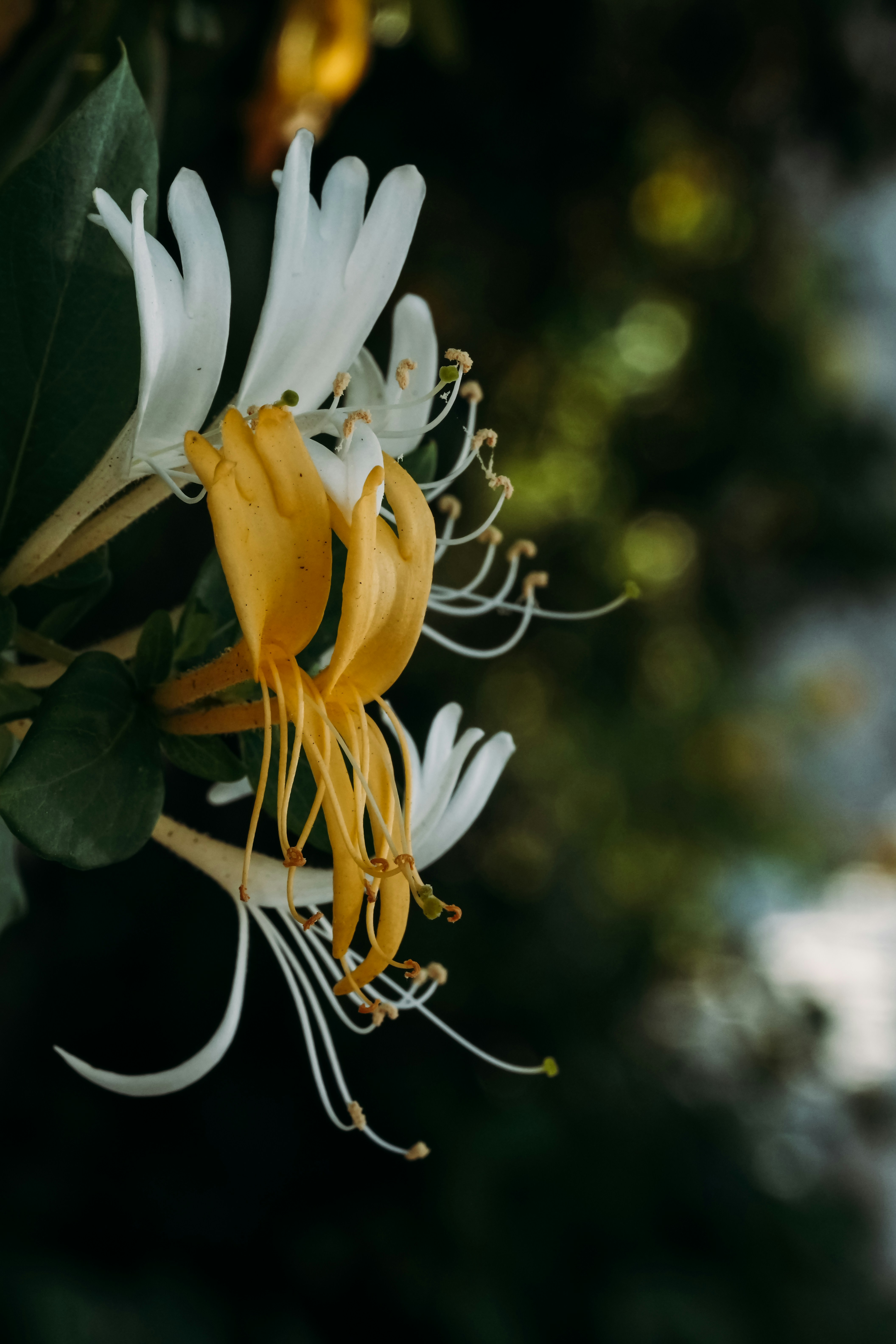 Honeysuckle Pictures | Download Free Images on Unsplash