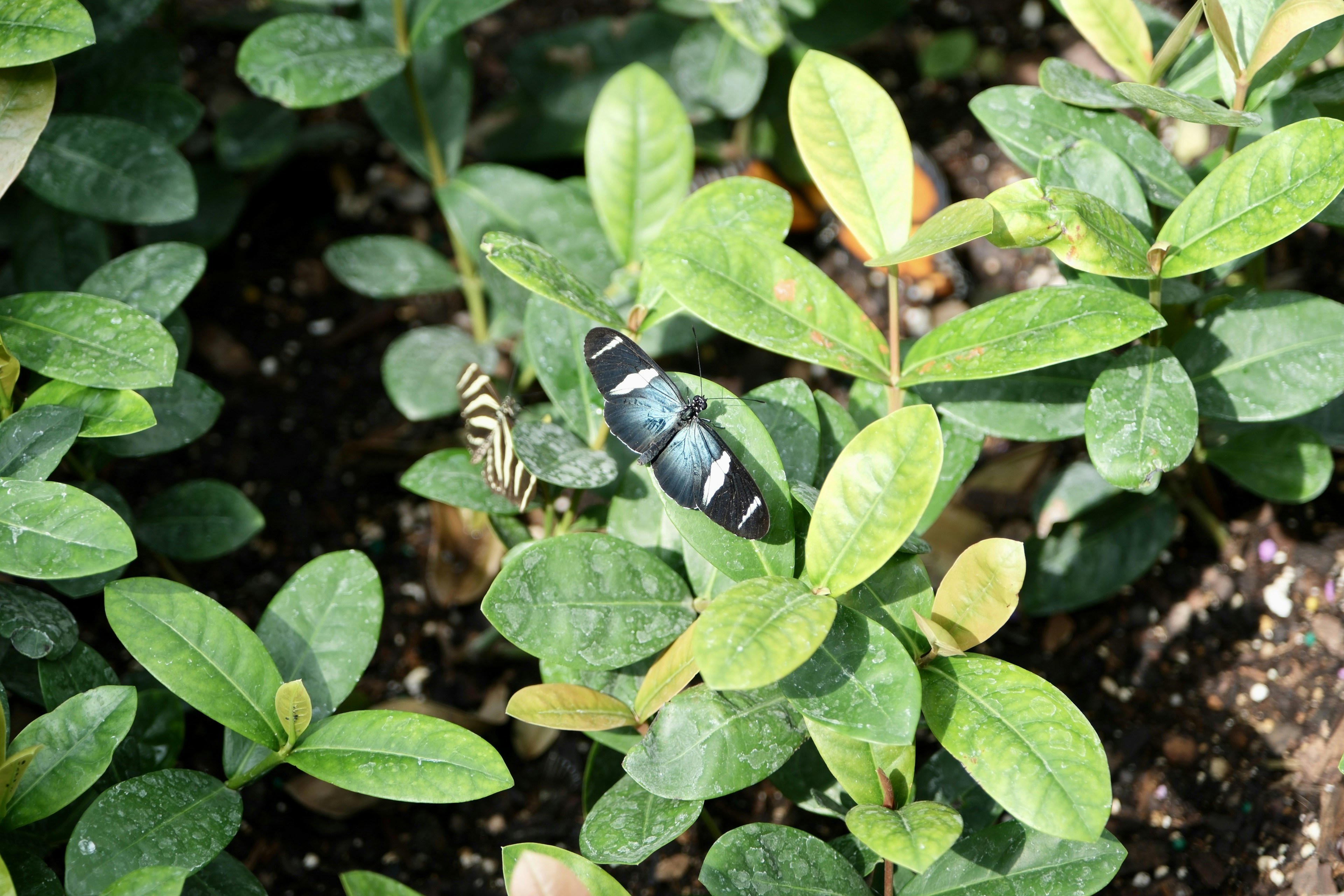 Black and white butterfly perched on vibrant green leaves in a garden.