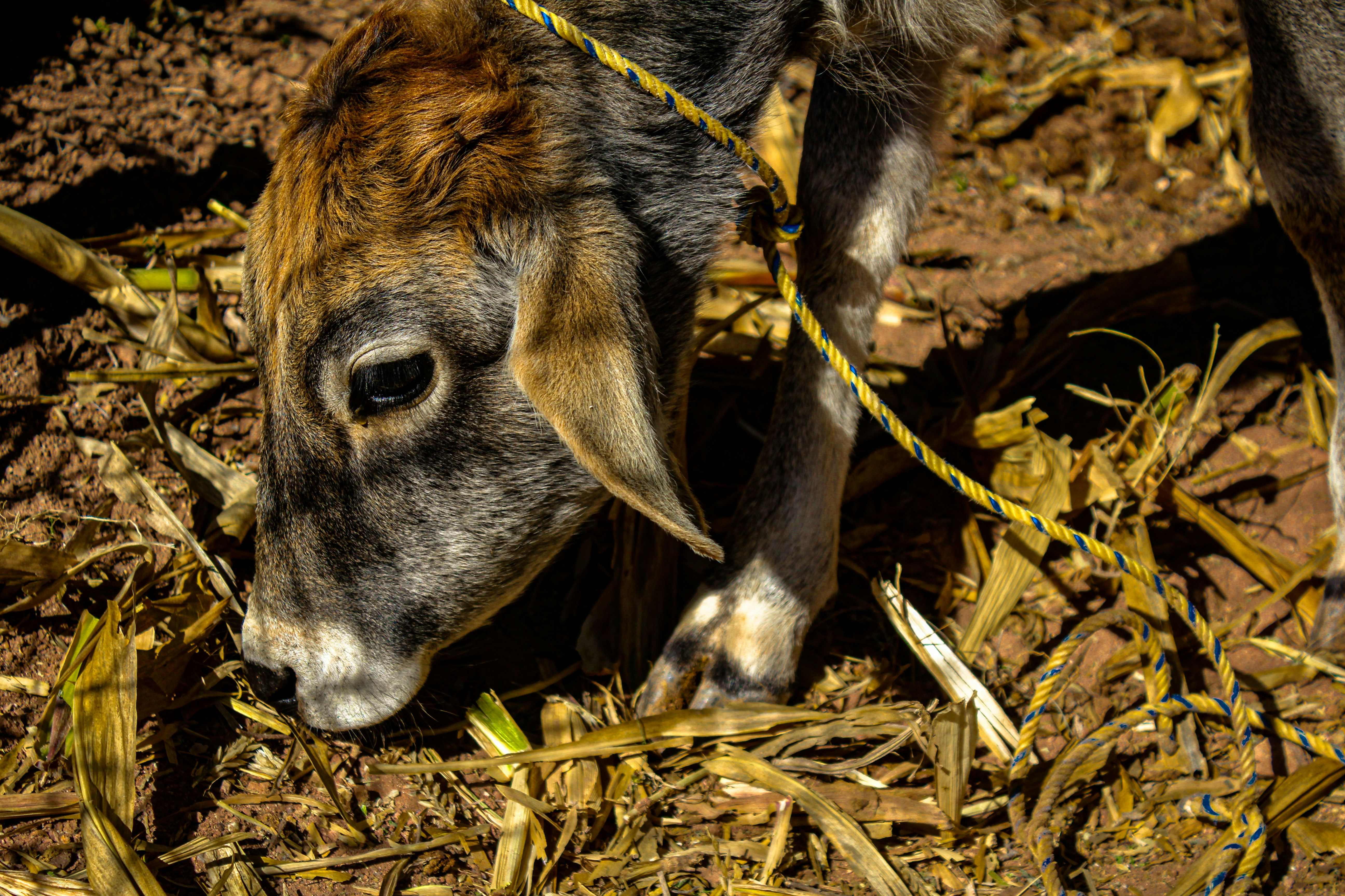 Curious Calf Amidst Golden Straws