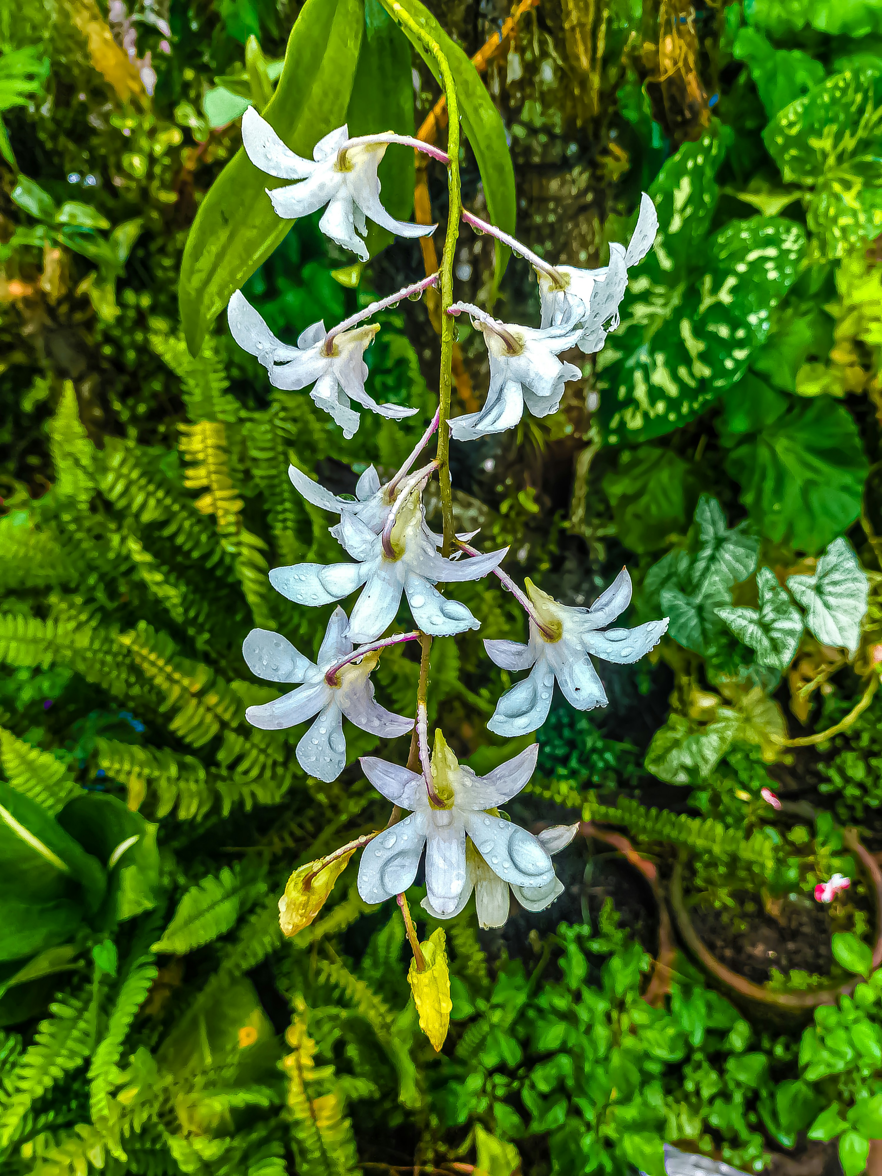 White orchid cascade drifting against a lush green backdrop